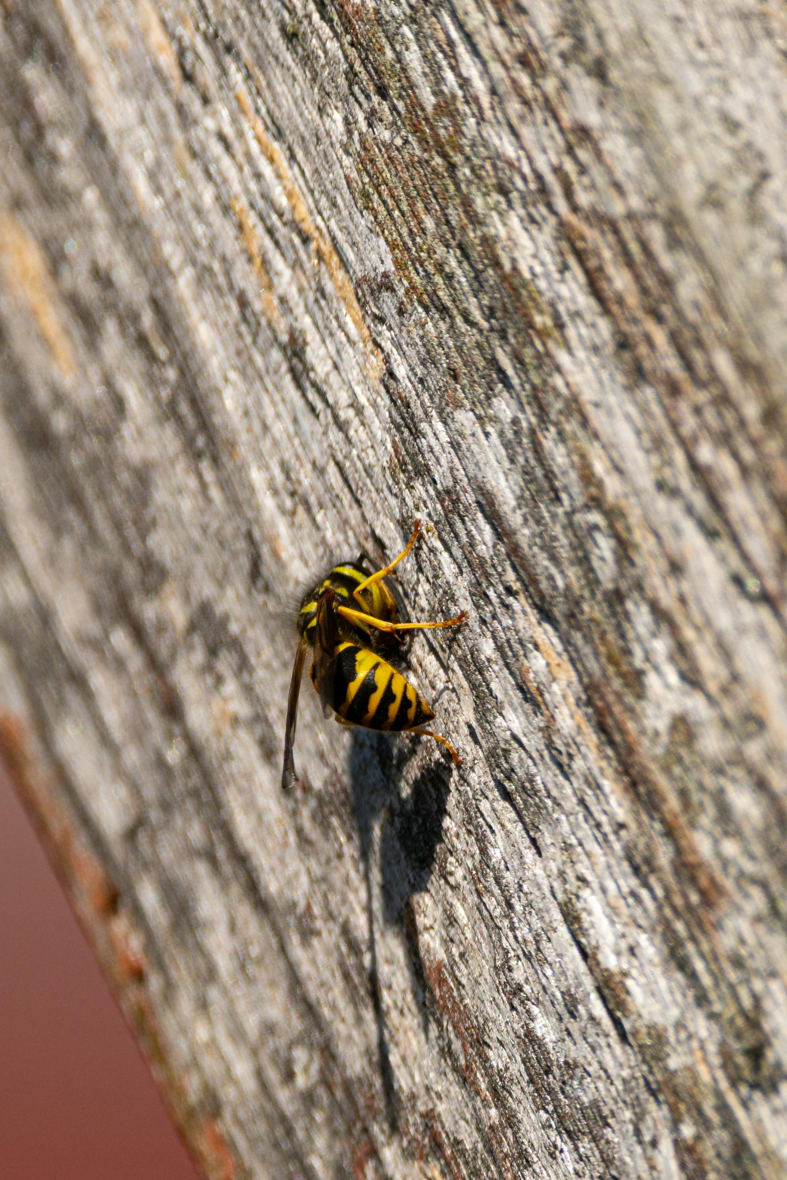 Widget Background Photos, Download The BEST Free Widget Background ...