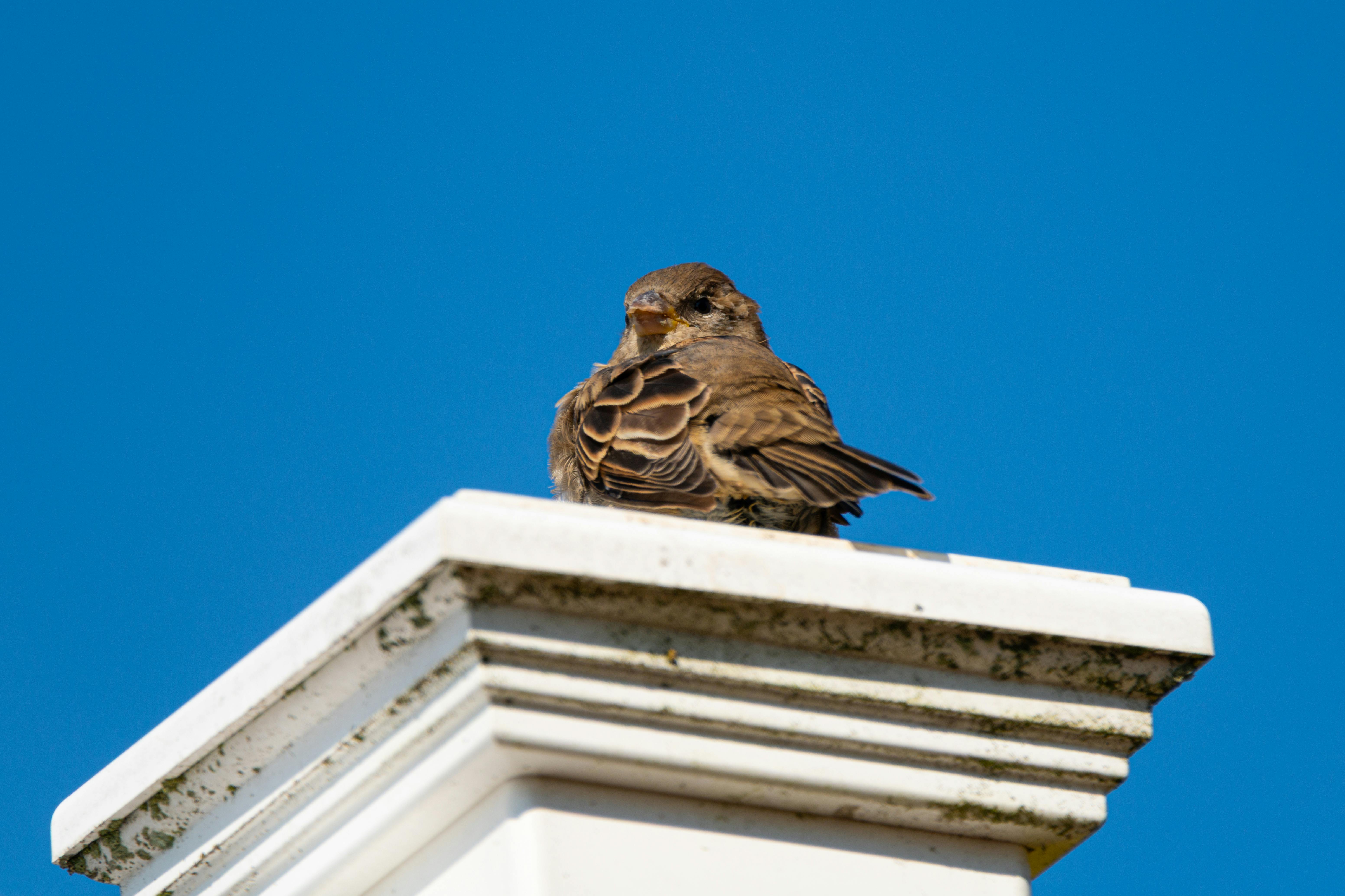 Sparrows+On+A+Branch+Enjoy+Spring+Blooms Photos, Download The BEST Free ...