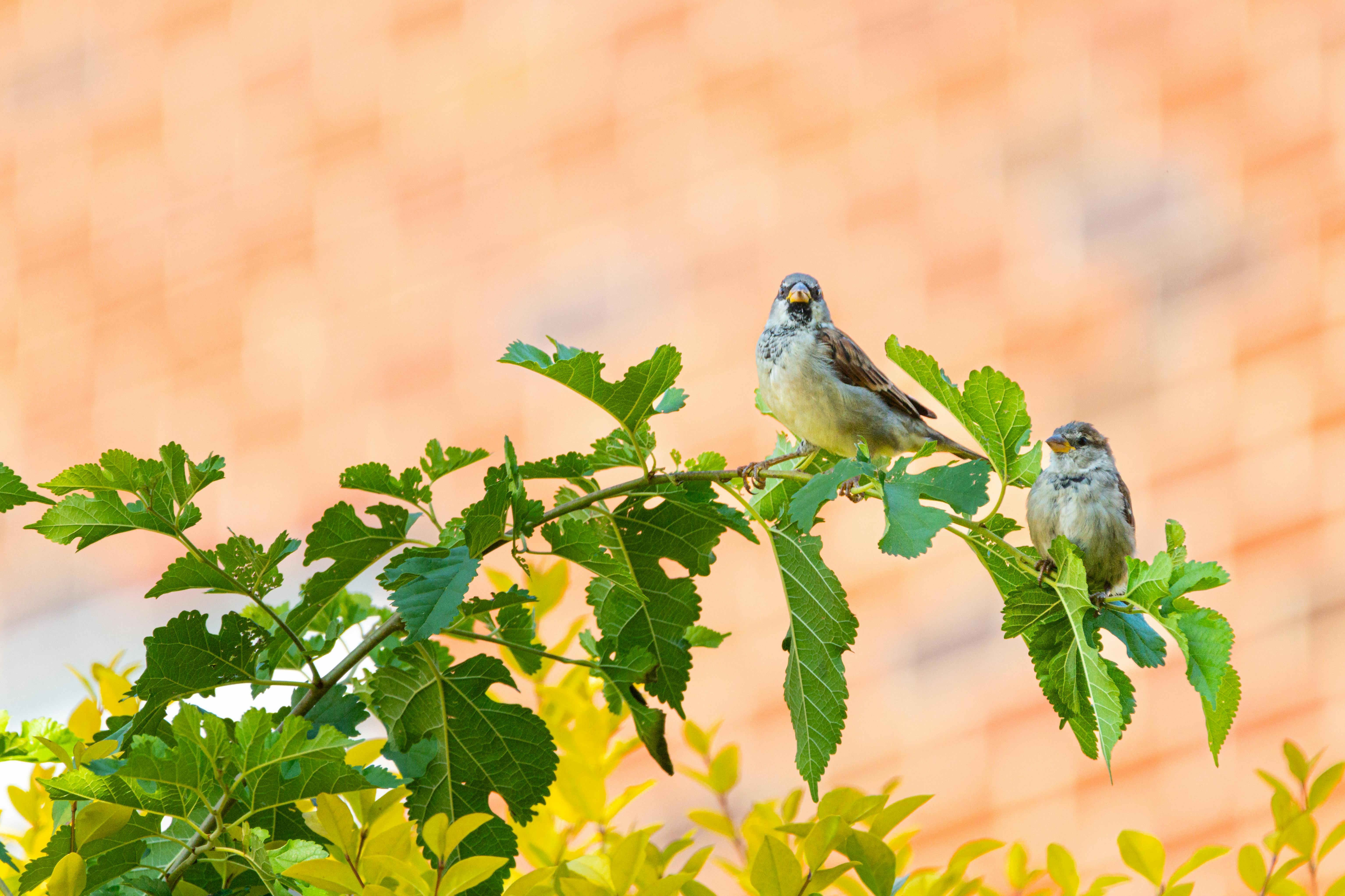 Sparrows+On+A+Branch+Enjoy+Spring+Blooms Photos, Download The BEST Free ...