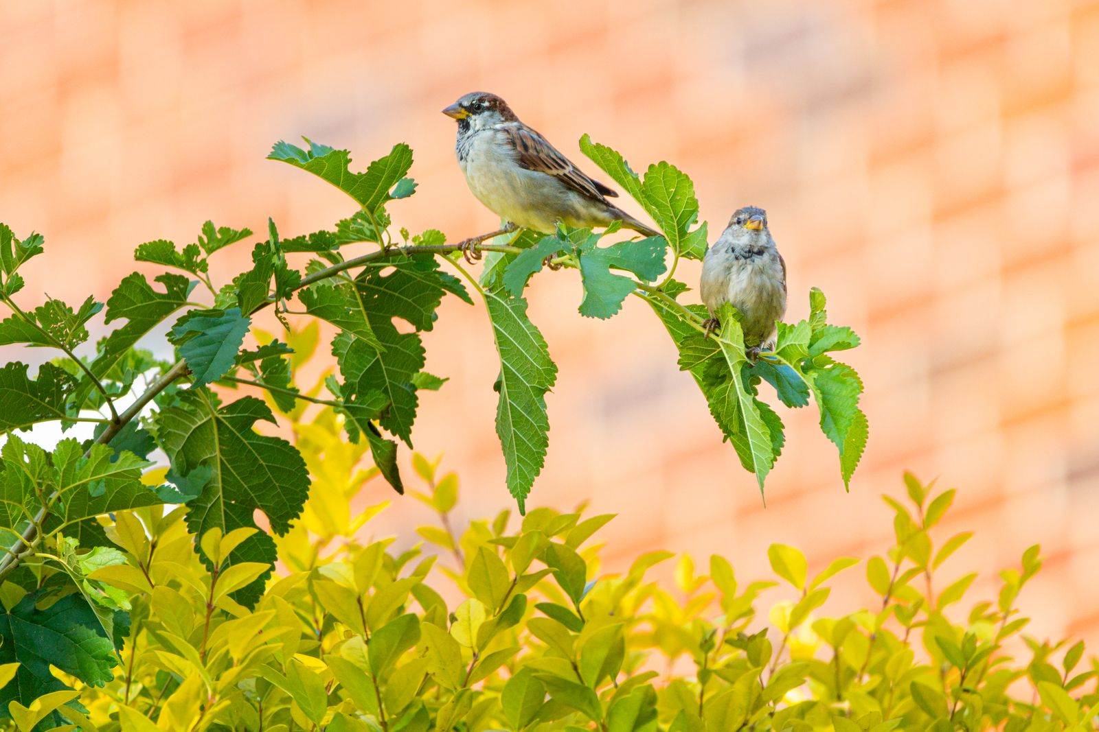 Nature Birds Photos, Download The BEST Free Nature Birds Stock Photos ...