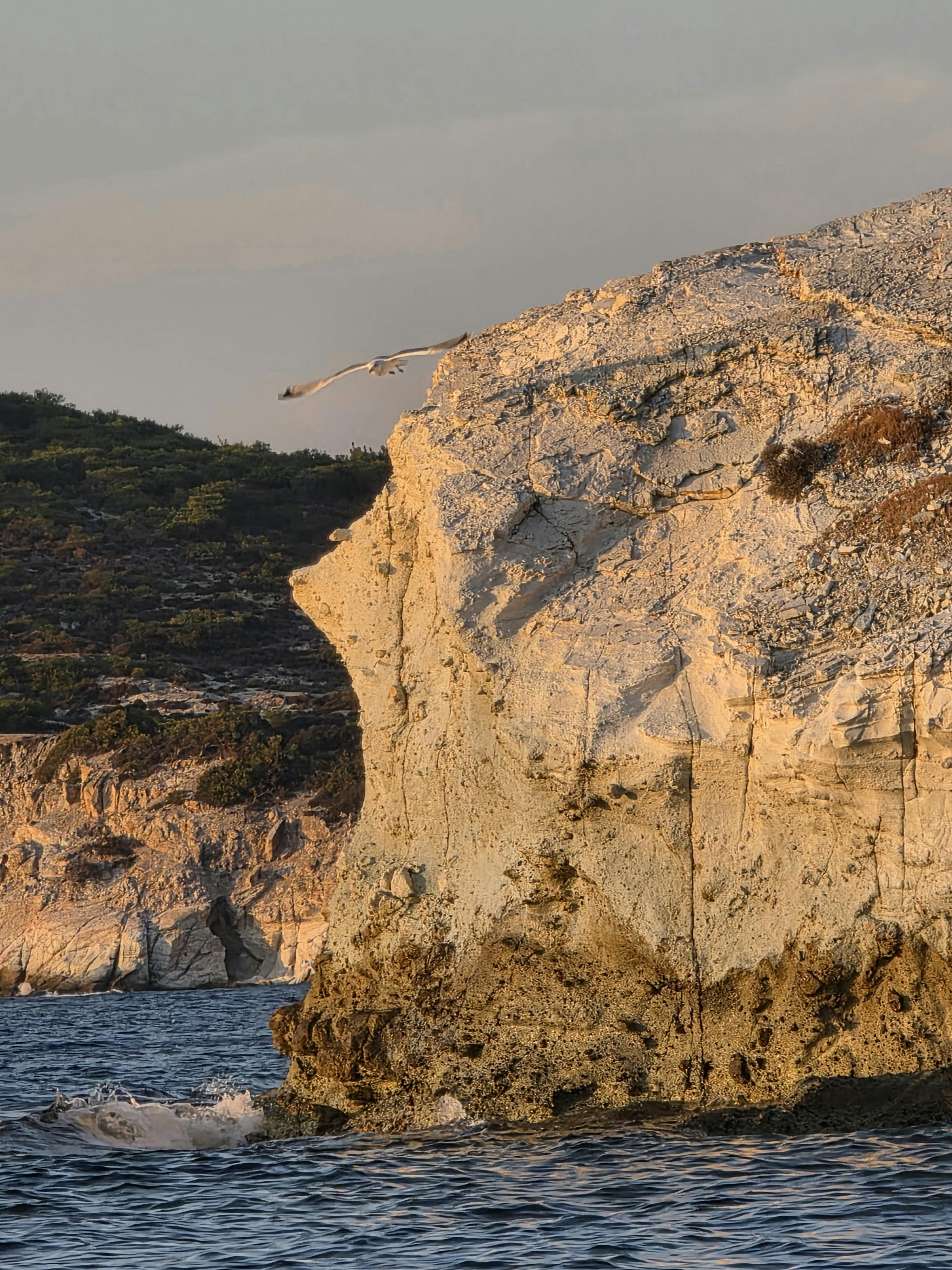 Aerial View Of Swans Photos, Download The BEST Free Aerial View Of ...