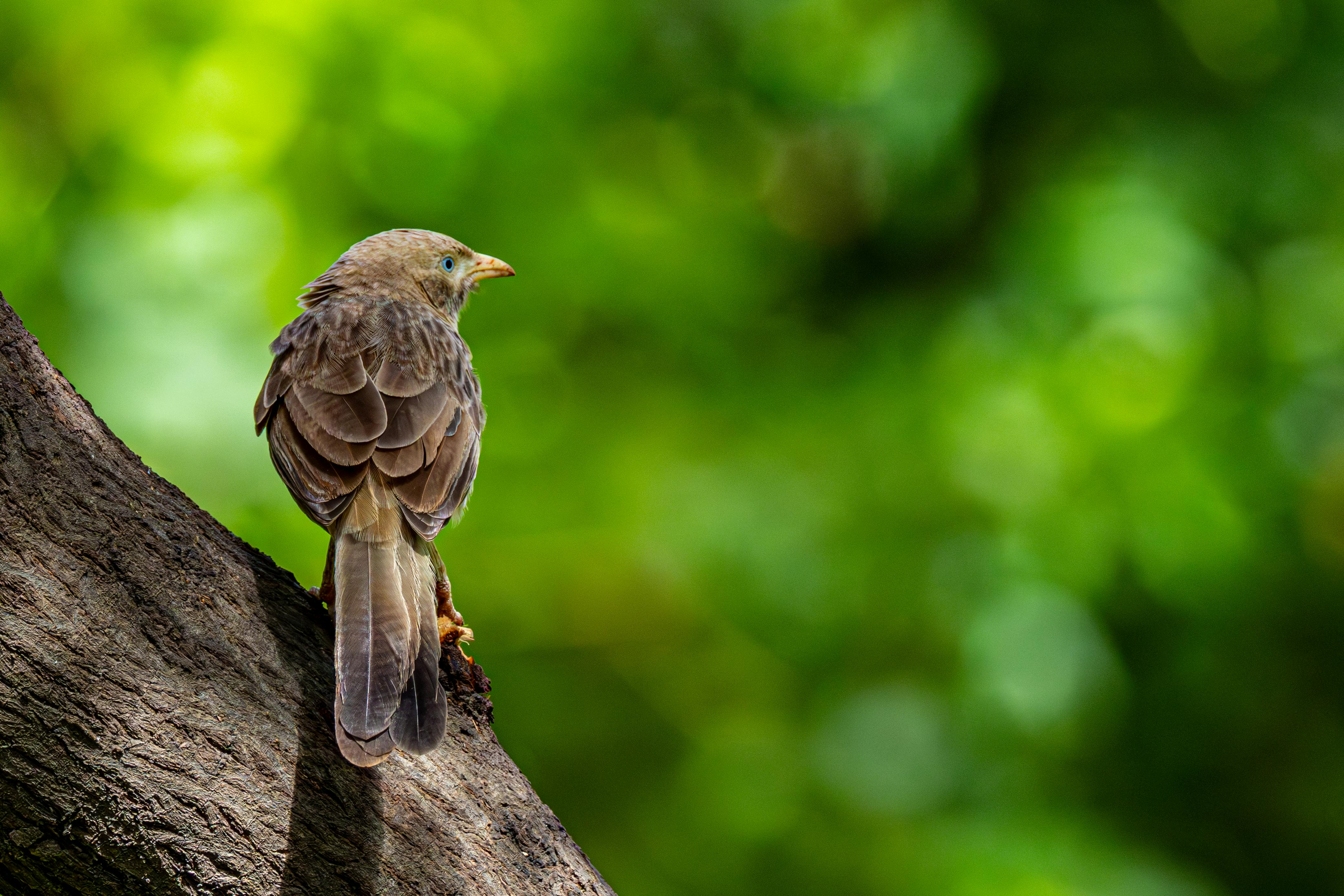 Flappy Bird Background Photos, Download The BEST Free Flappy Bird ...