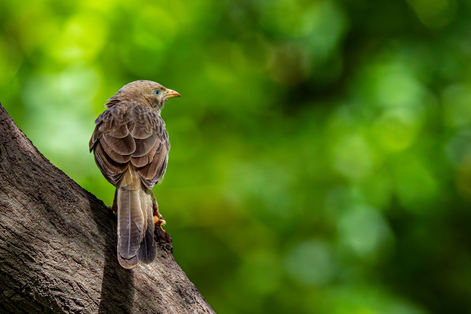 Flappy Bird Background Photos, Download The BEST Free Flappy Bird ...