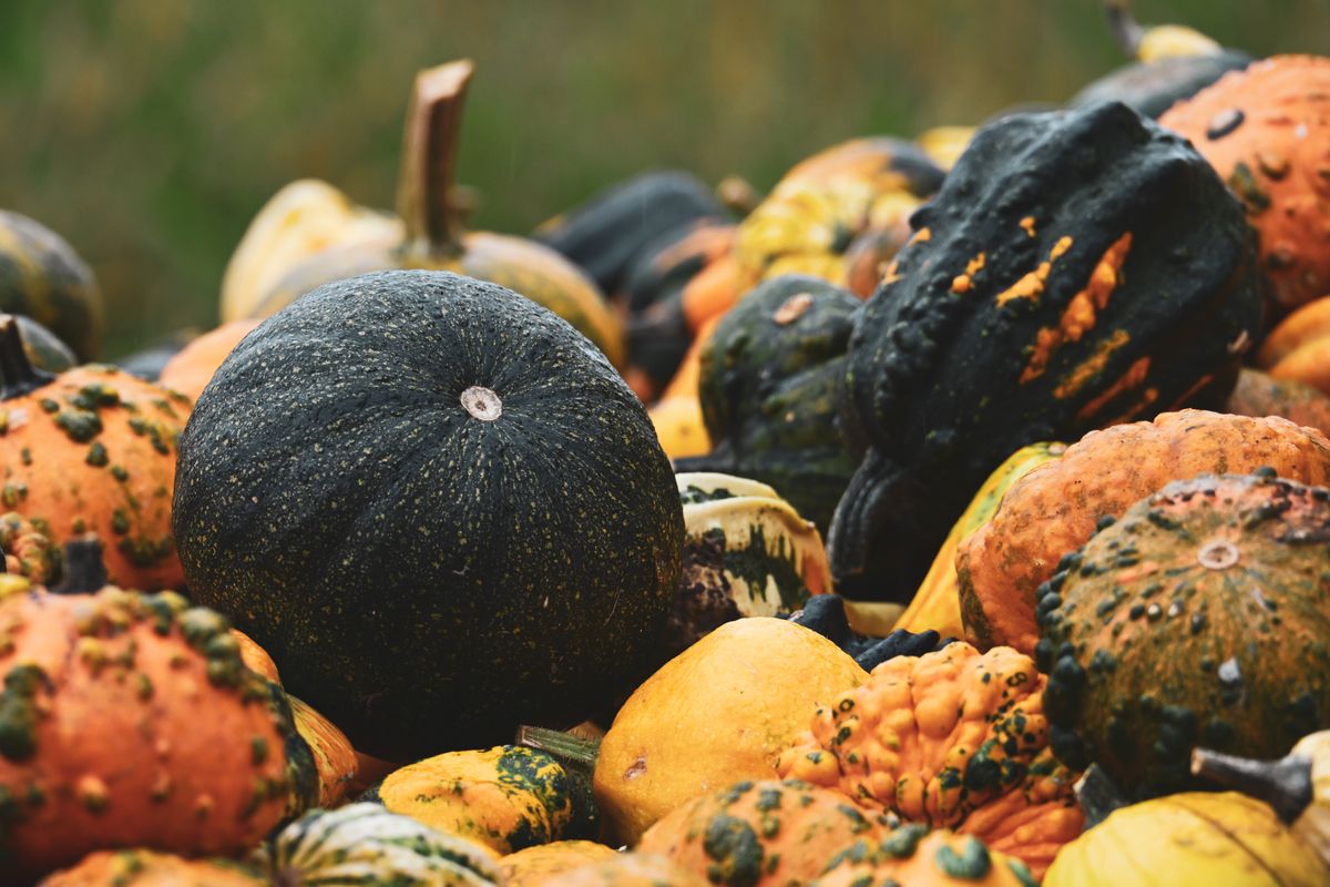 Food Crops Photos, Download The BEST Free Food Crops Stock Photos & HD ...