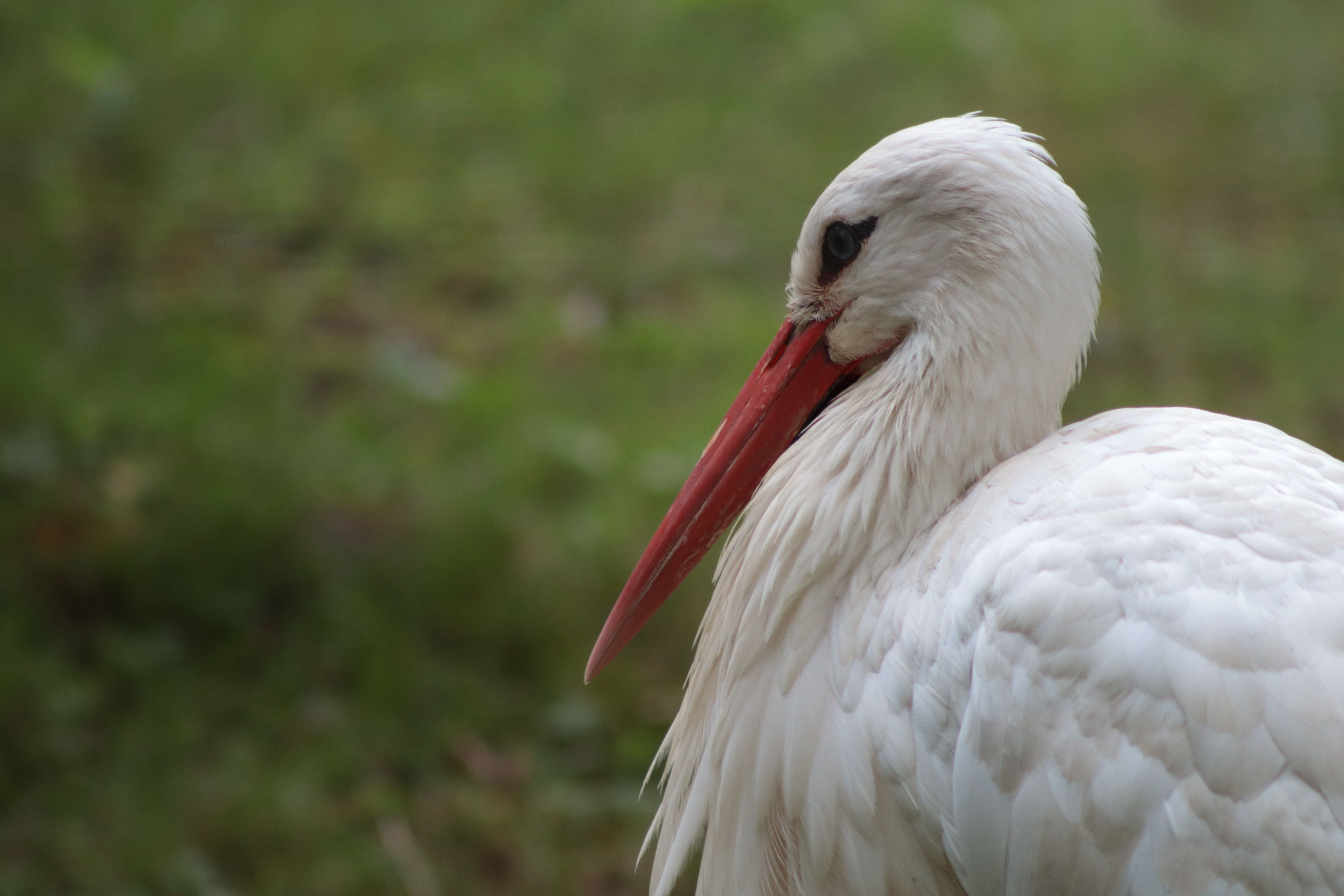 Gros Plan D'une Cigogne Blanche Dans Son Habitat Naturel · Photo gratuite