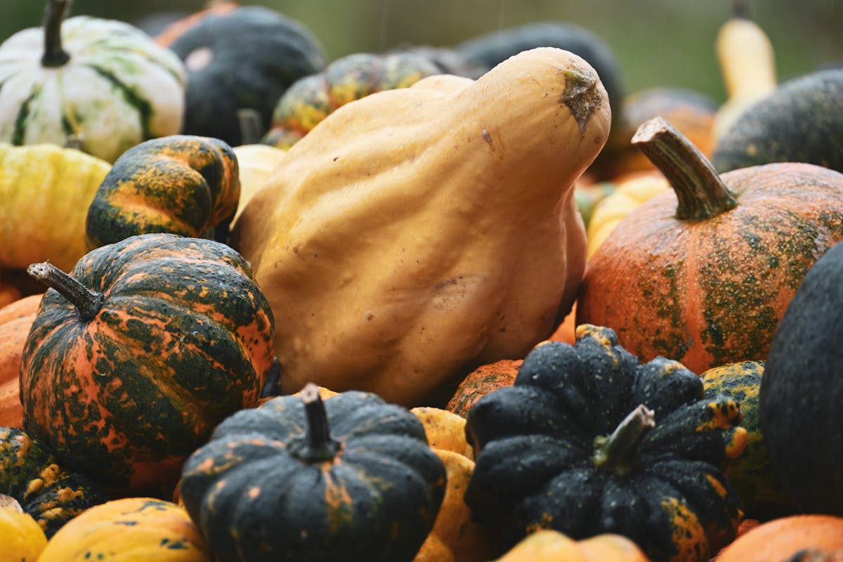 November Fall Photos, Download The BEST Free November Fall Stock Photos ...