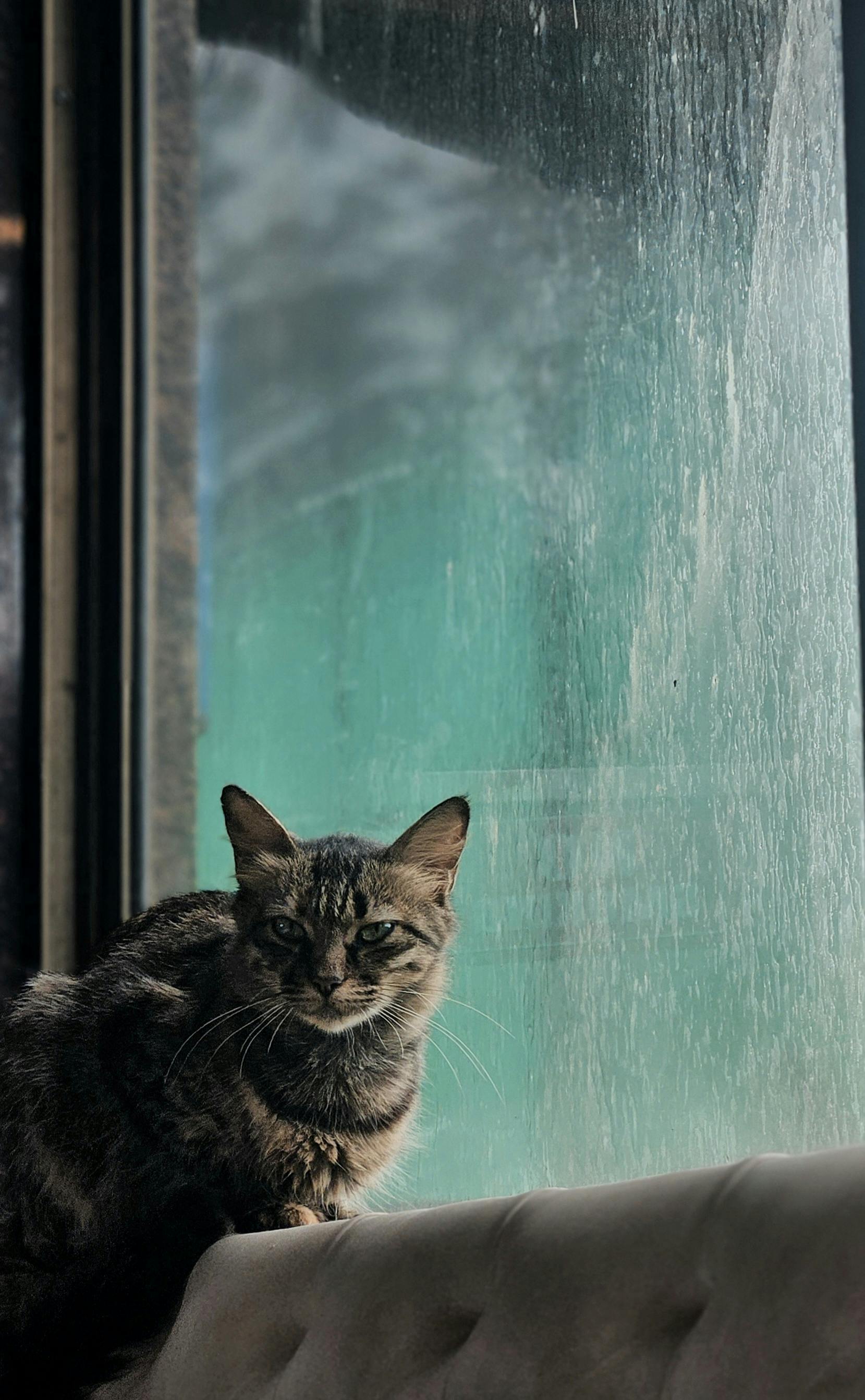 Cat Pfp Photos, Download The BEST Free Cat Pfp Stock Photos & HD Images