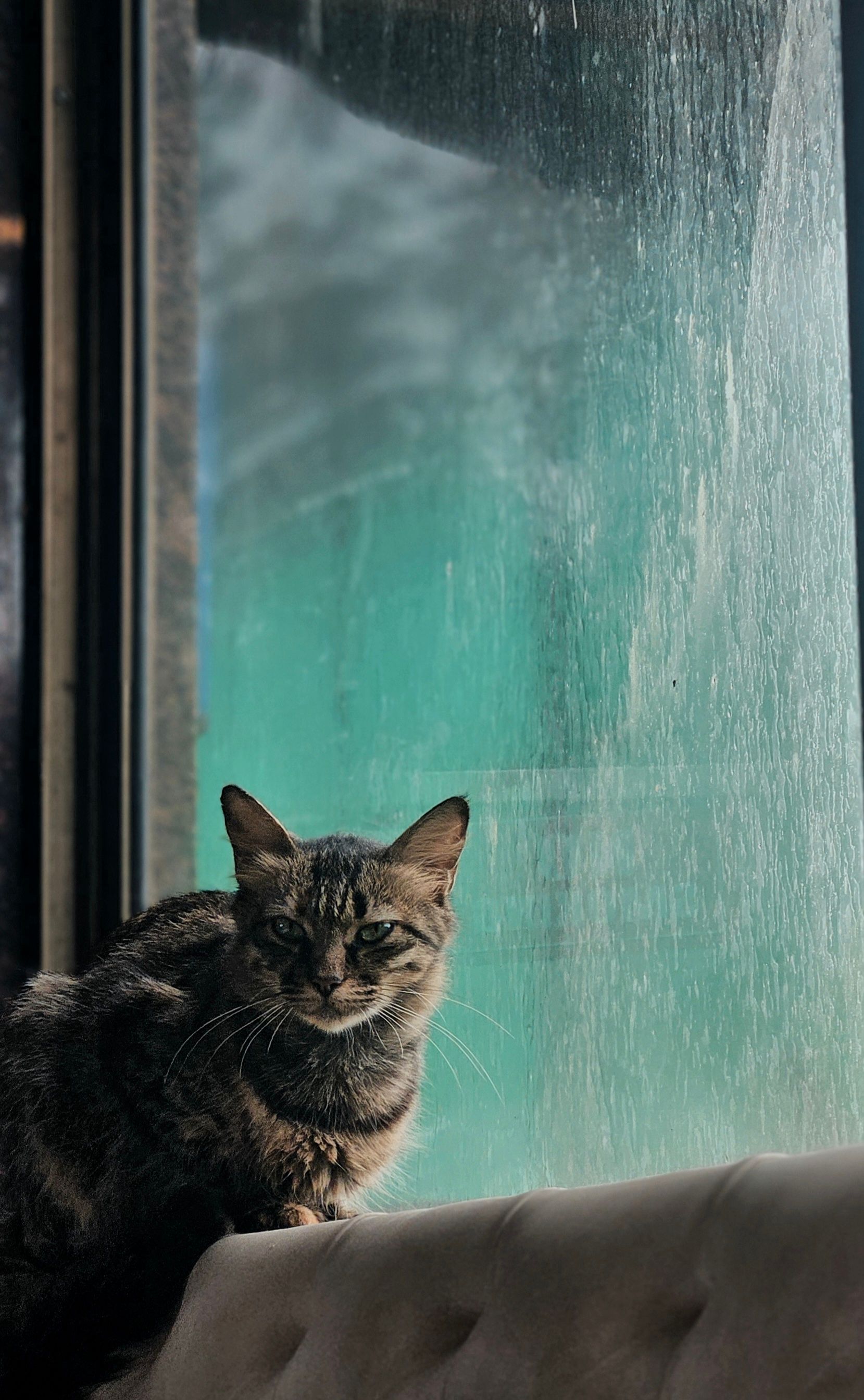 Window Cat Photos, Download The BEST Free Window Cat Stock Photos & HD ...
