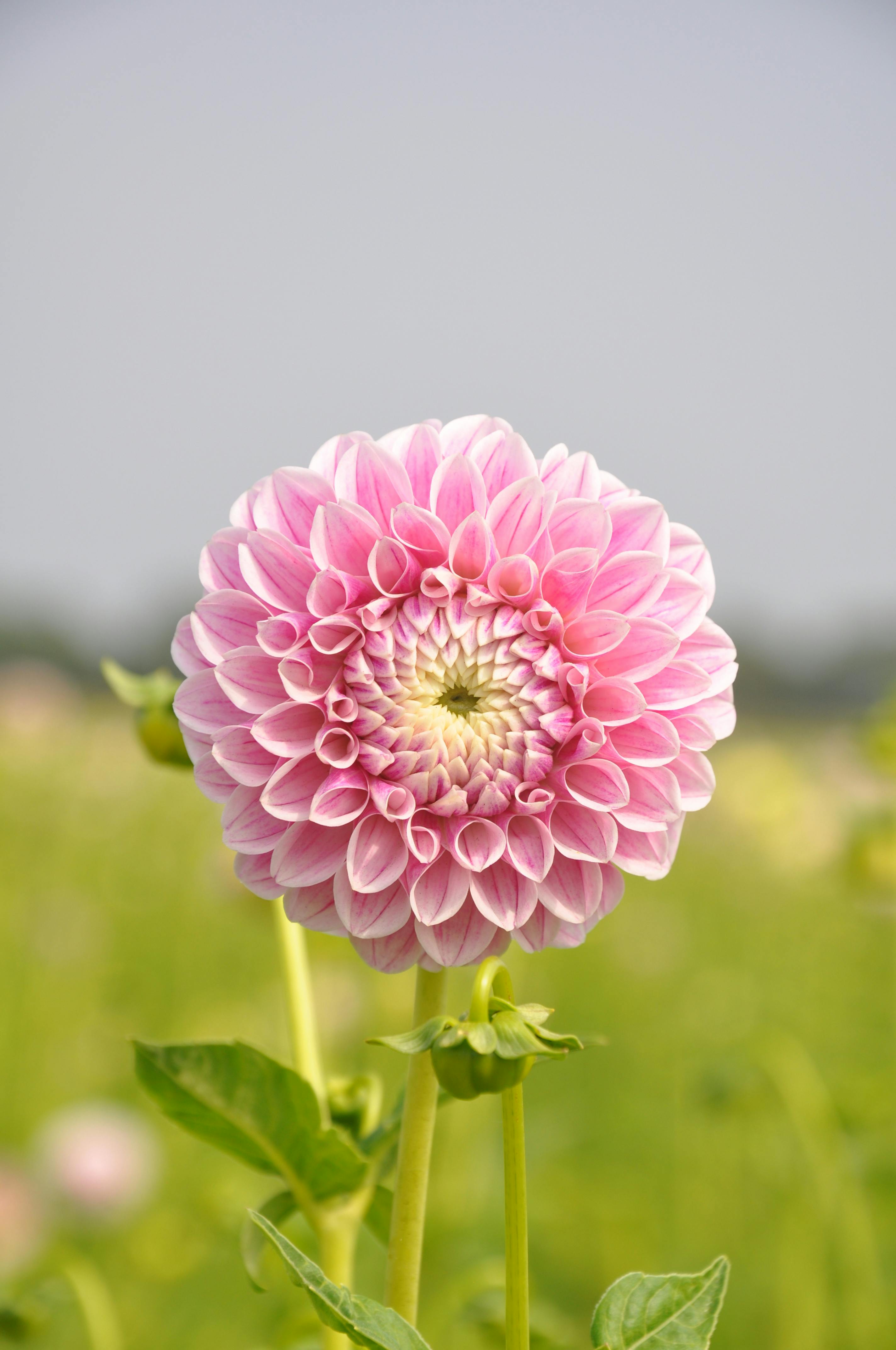 Pretty Virgins Photos, Download The BEST Free Pretty Virgins Stock ...