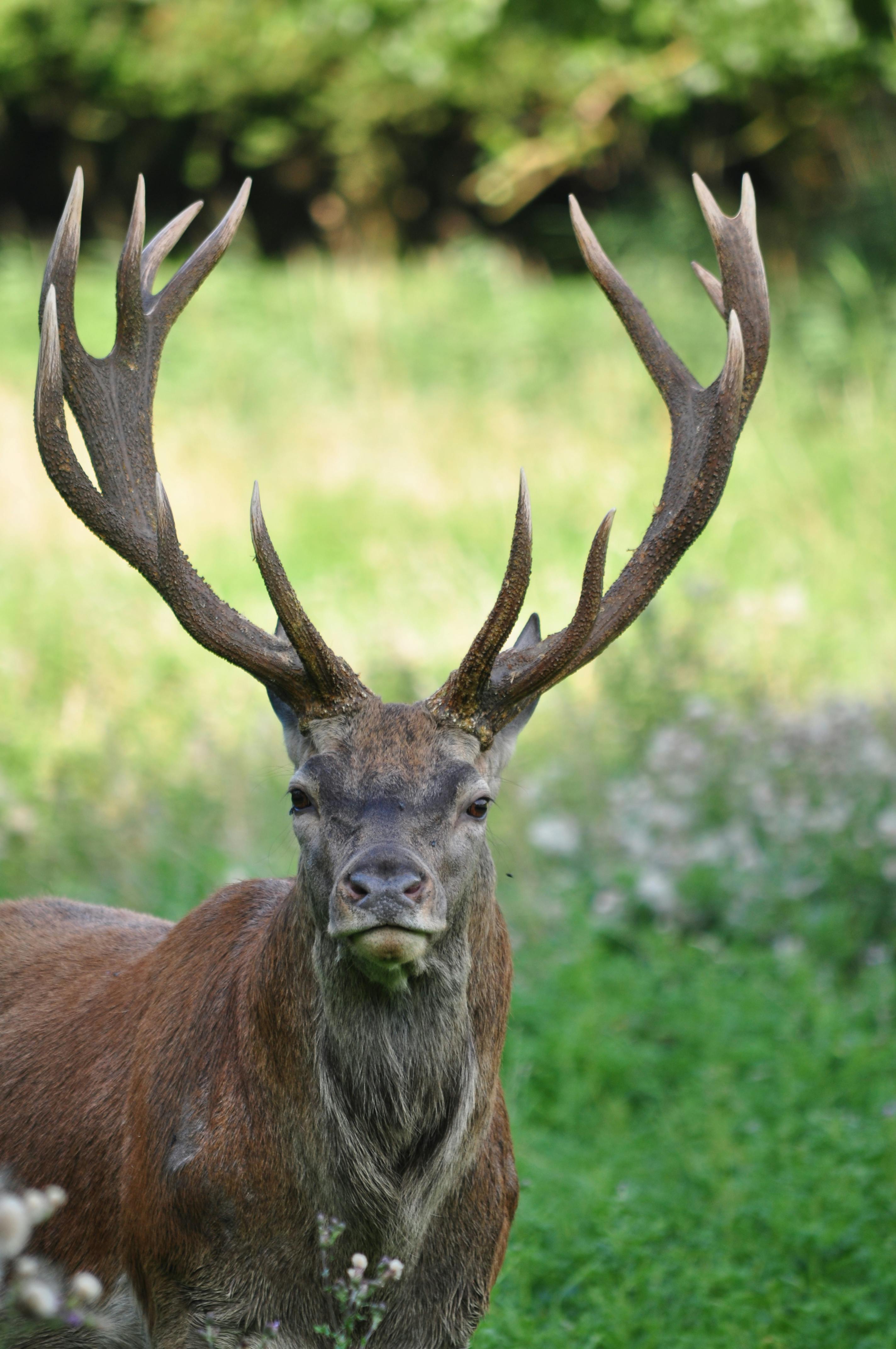 Stag Photos, Download The BEST Free Stag Stock Photos & HD Images