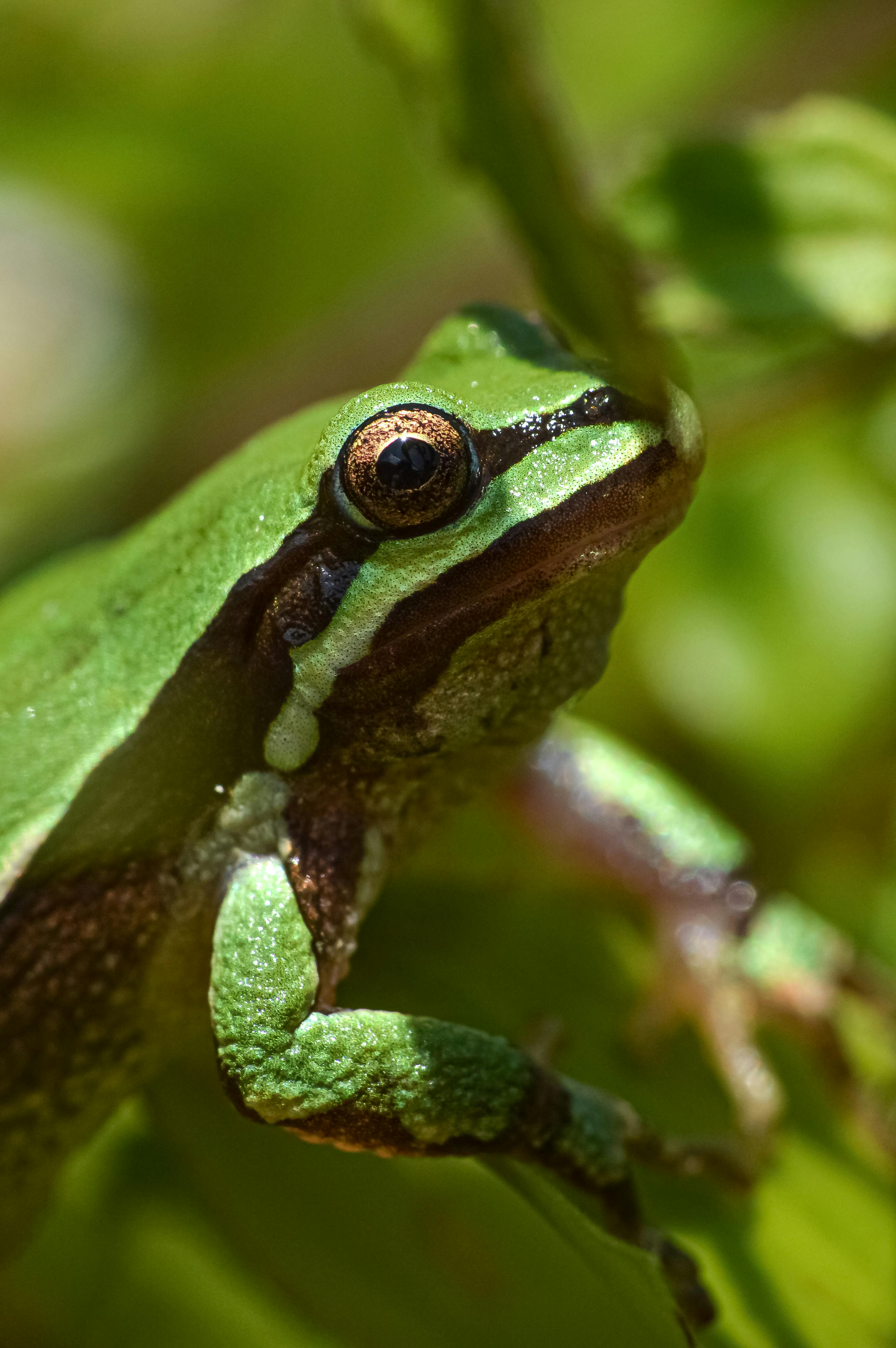 Frog Desktop Wallpaper Photos, Download The BEST Free Frog Desktop ...