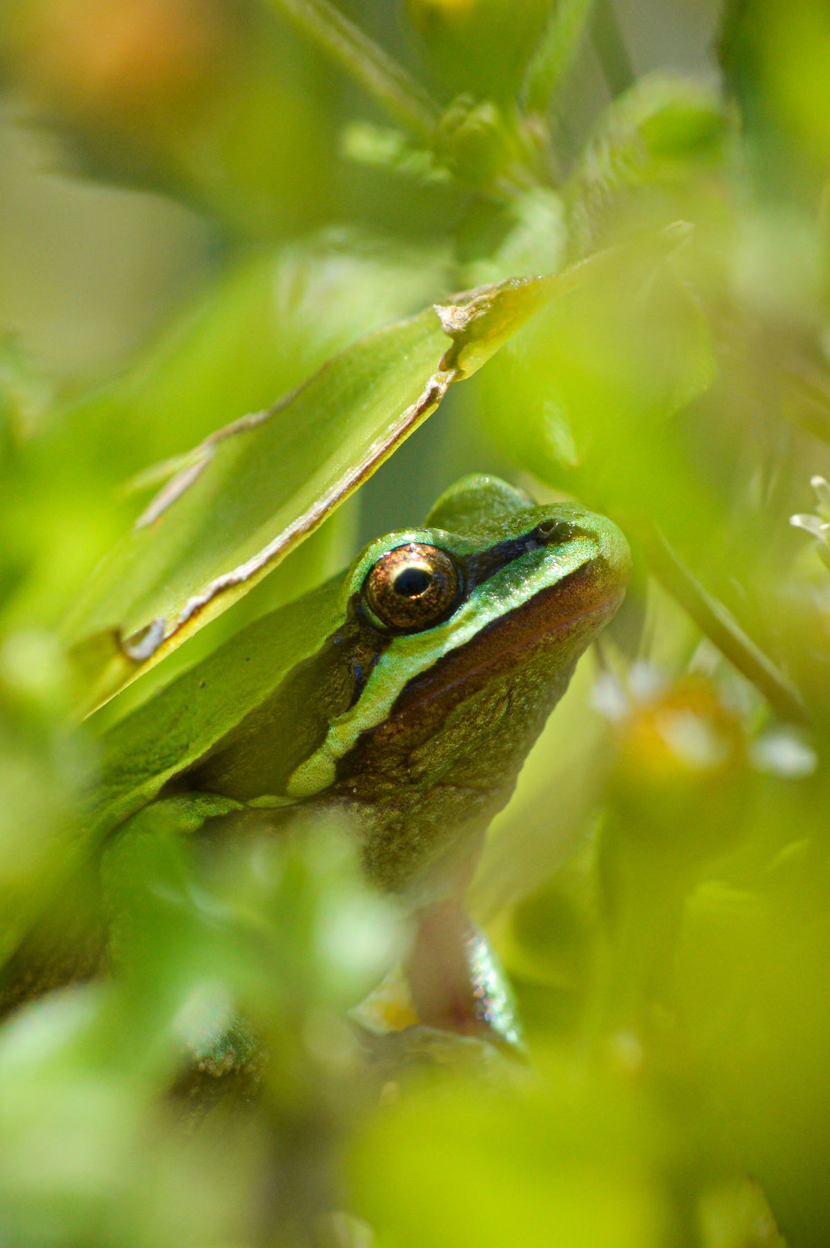Frog Desktop Wallpaper Photos, Download The BEST Free Frog Desktop ...