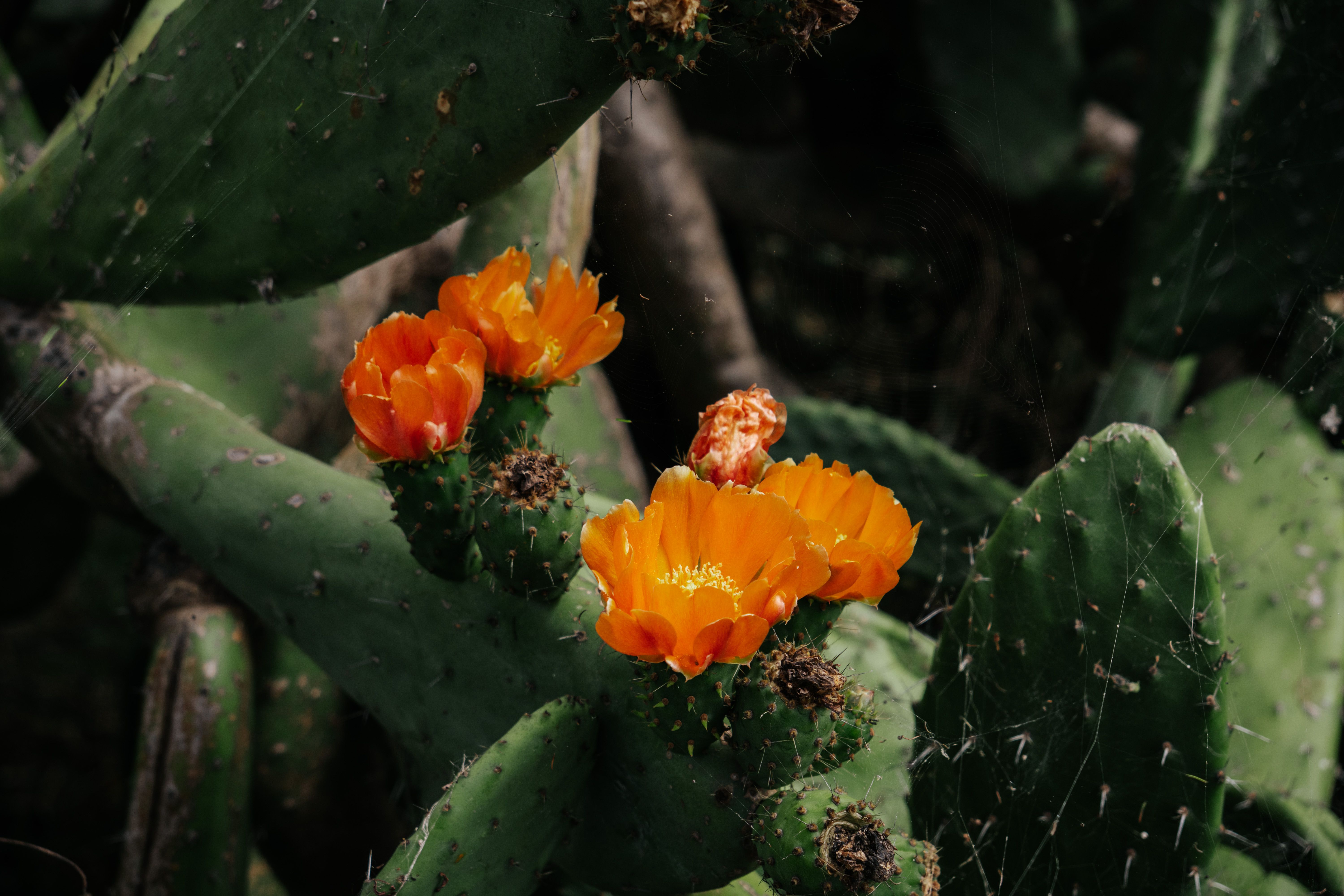 Vibrant Prickly Pear Bloom in Vallehermoso · Free Stock Photo