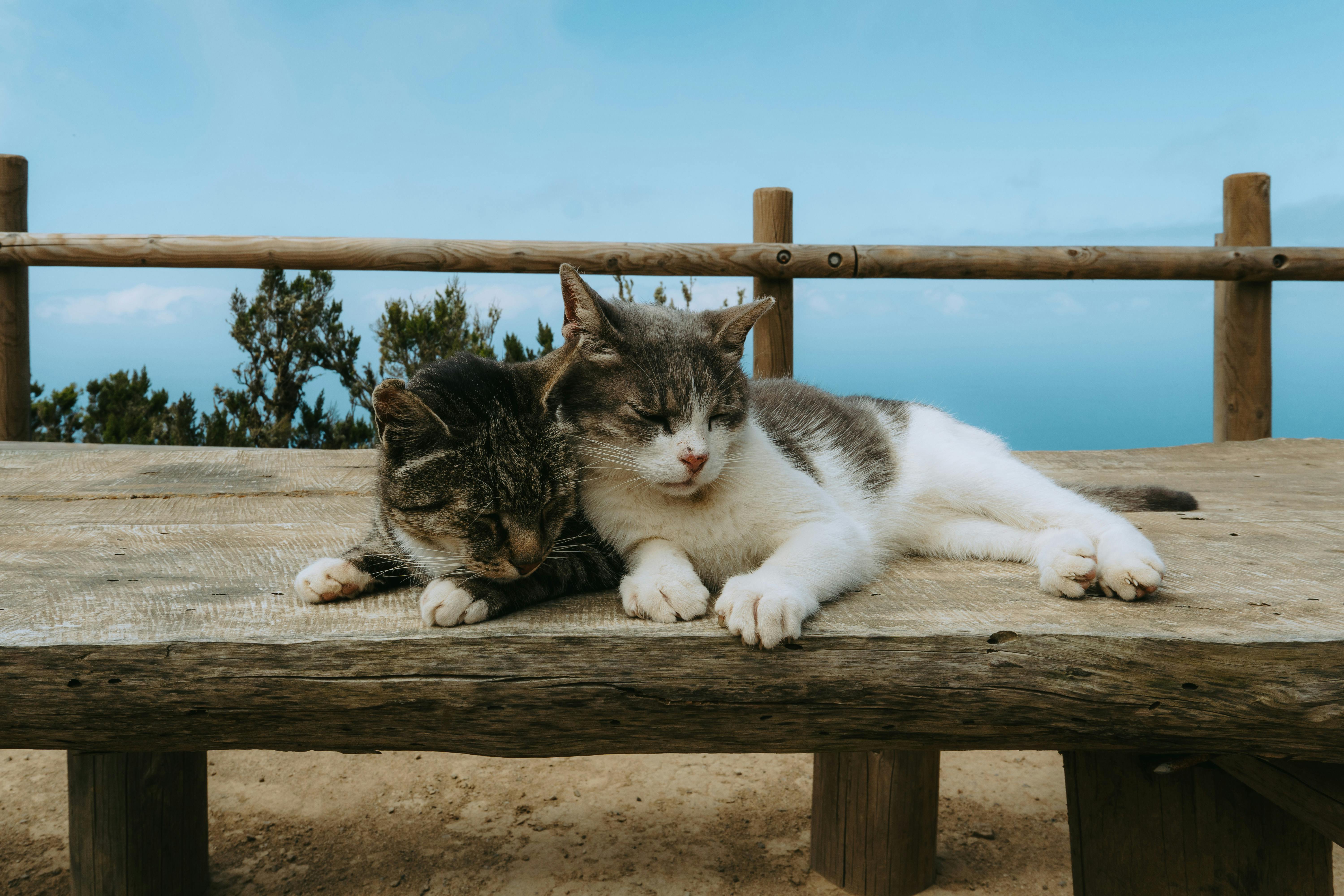 Cats Reference Photos, Download The BEST Free Cats Reference Stock ...