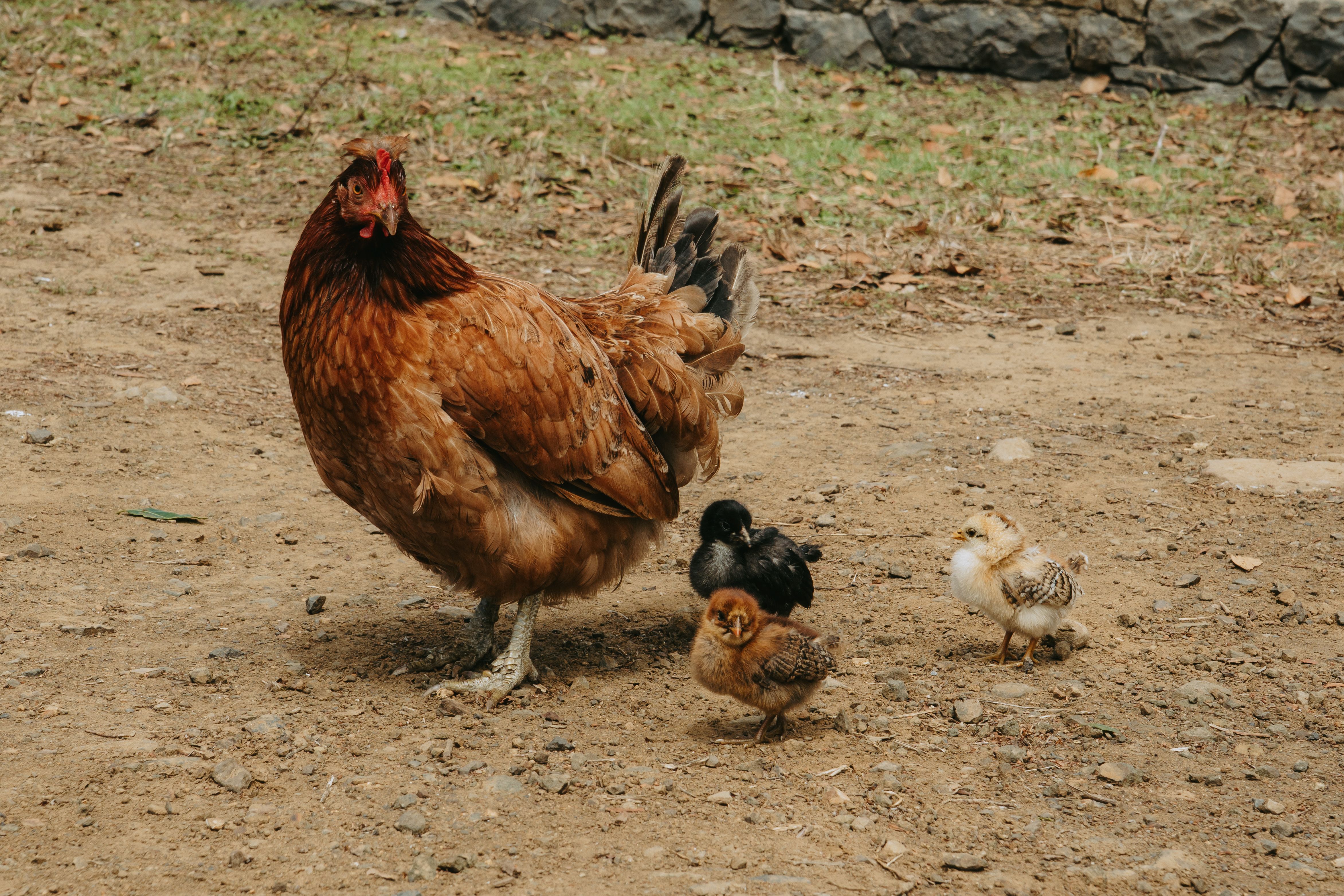 Pureloli Hen Photos, Download The BEST Free Pureloli Hen Stock Photos ...