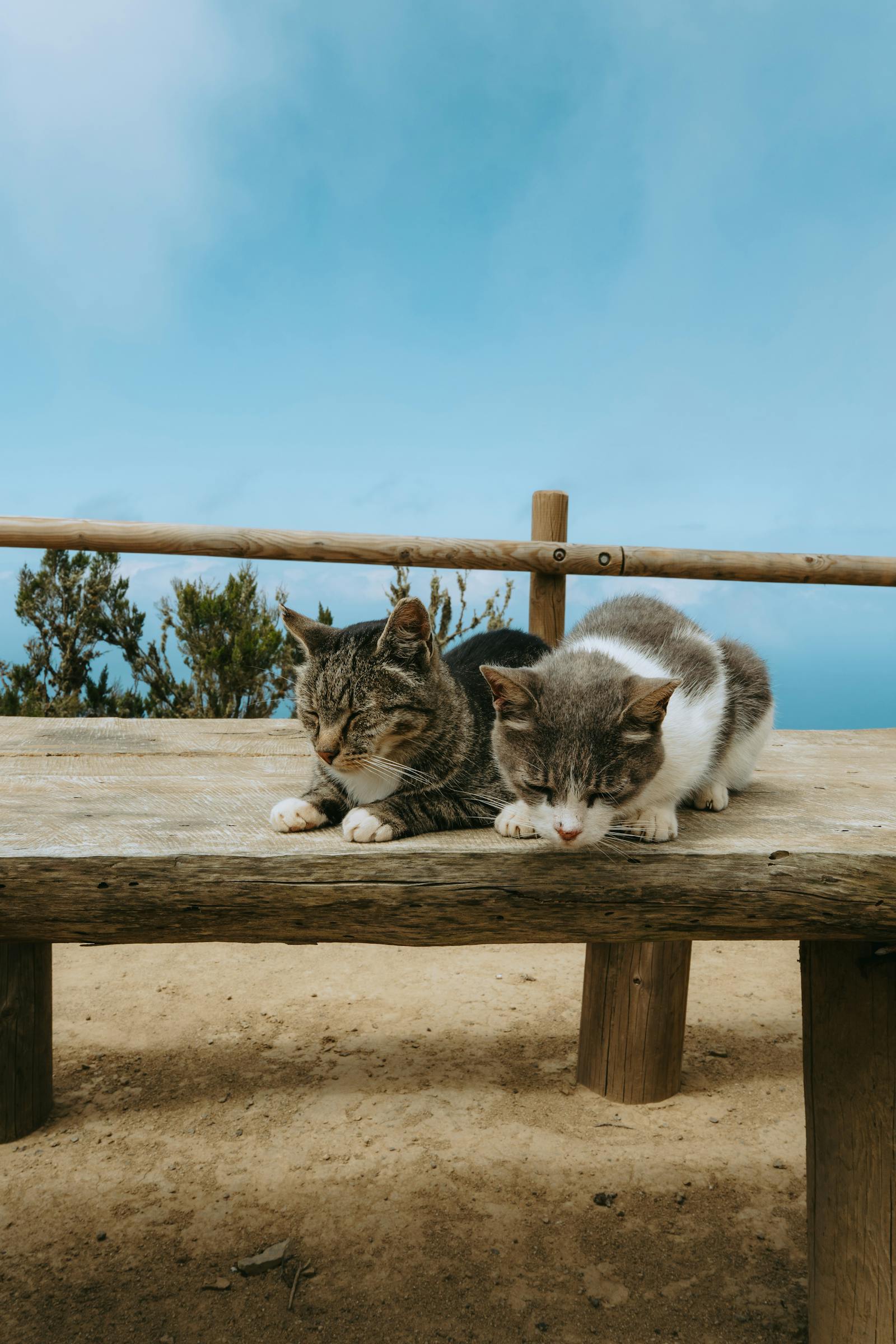 Cats Reference Photos, Download The BEST Free Cats Reference Stock ...