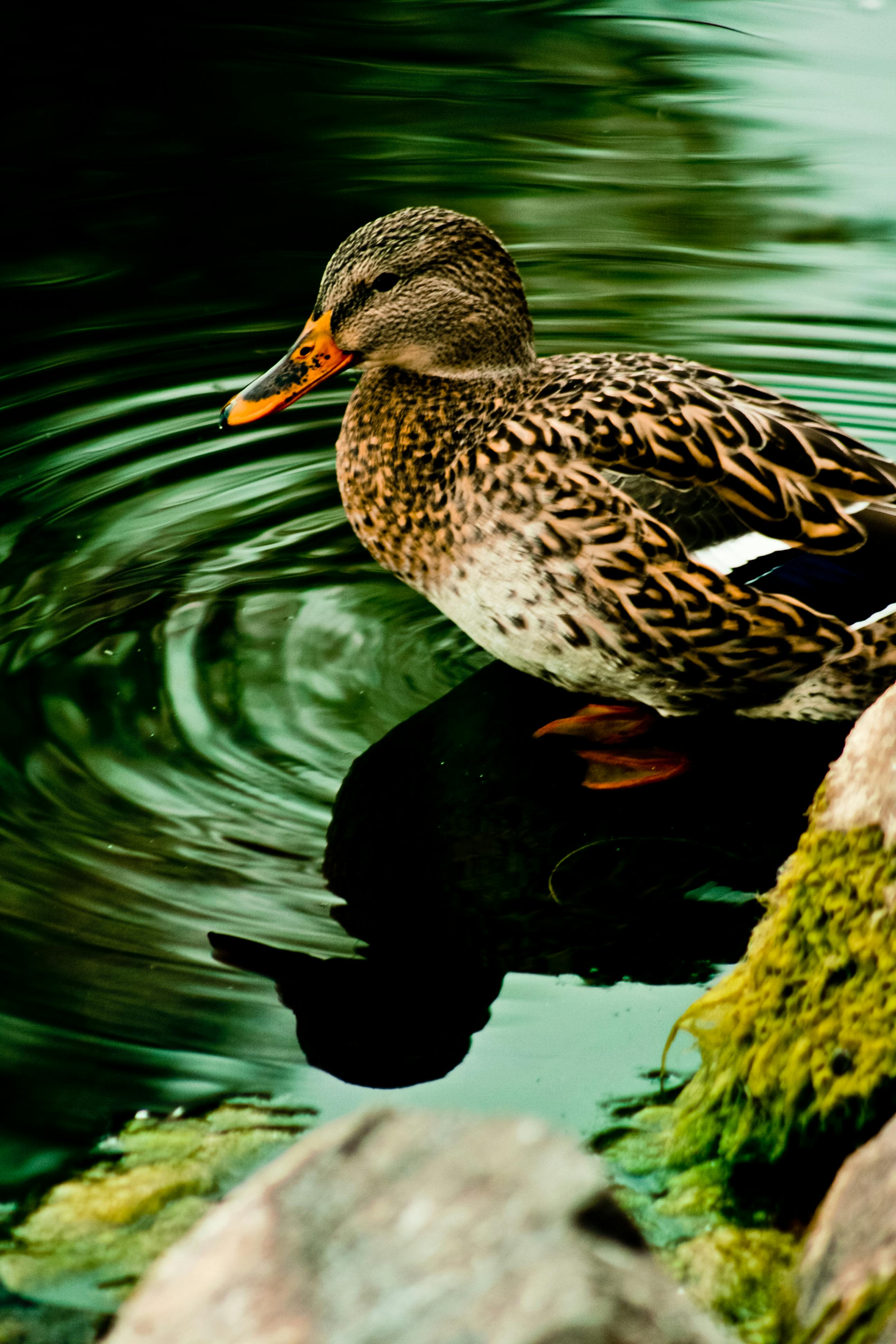 Silent Photos, Download The BEST Free Silent Stock Photos & HD Images