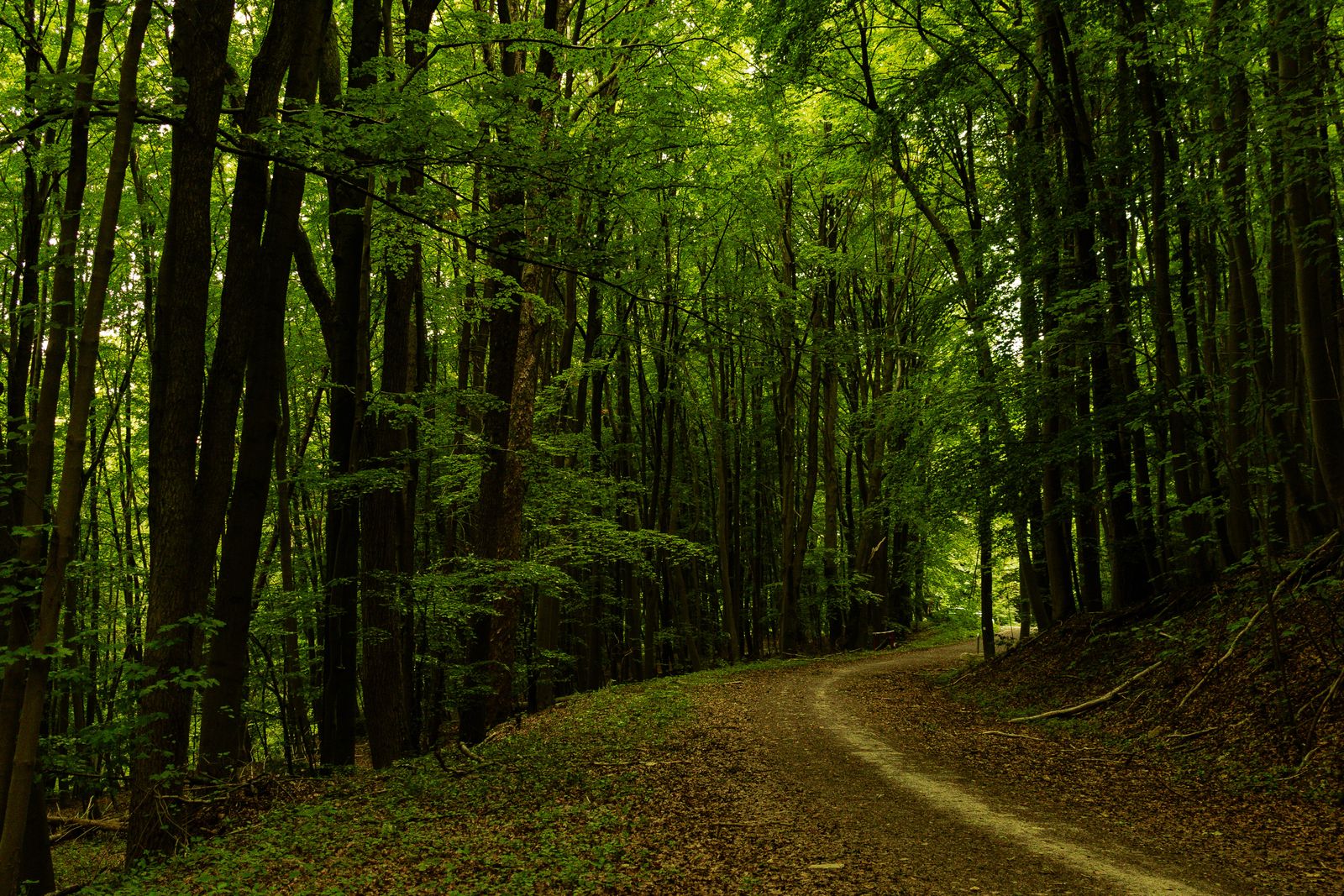 Forest Images Photos, Download The BEST Free Forest Images Stock Photos ...