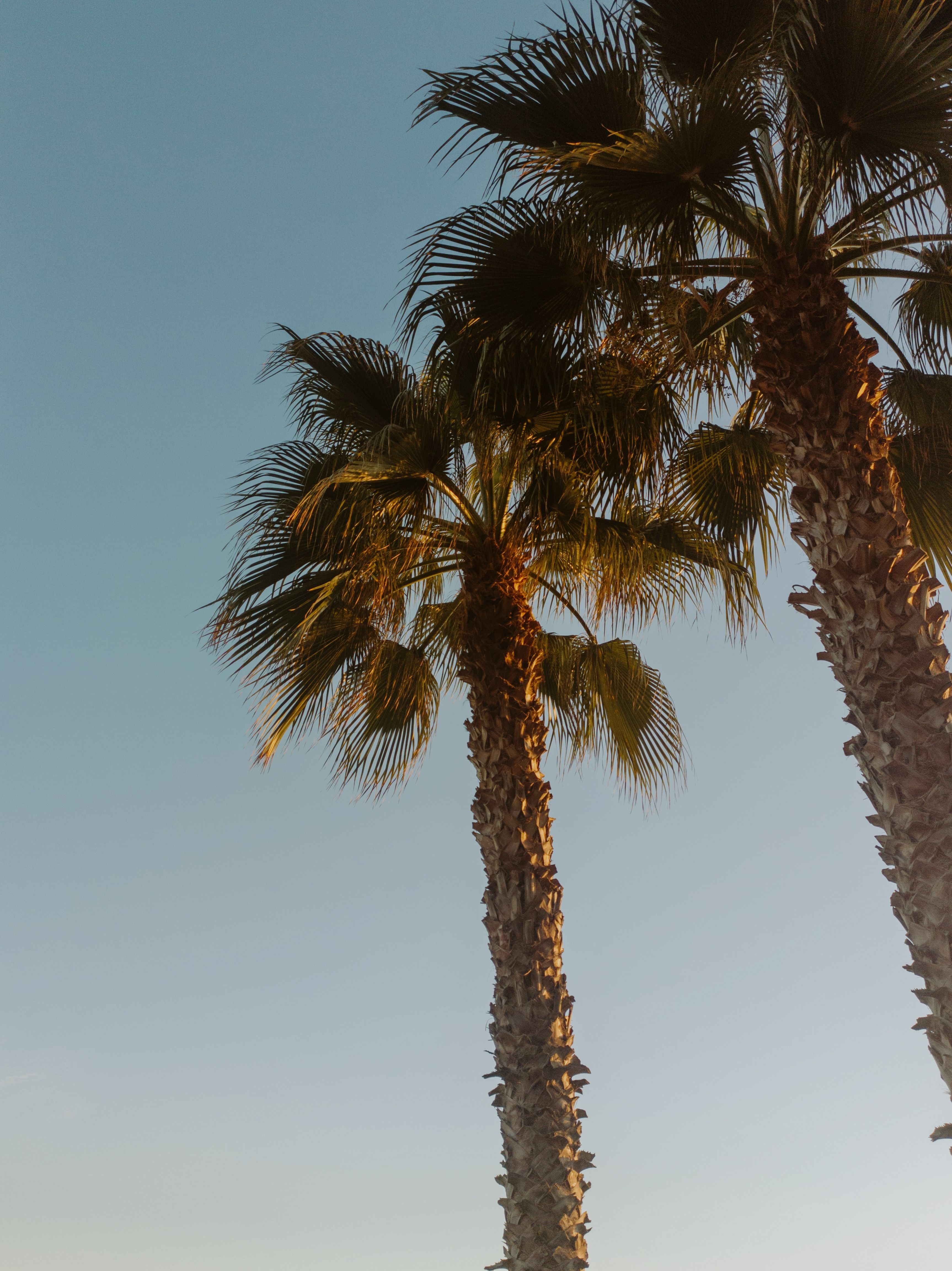 Beach With Tree Landscape Photos, Download The BEST Free Beach With ...