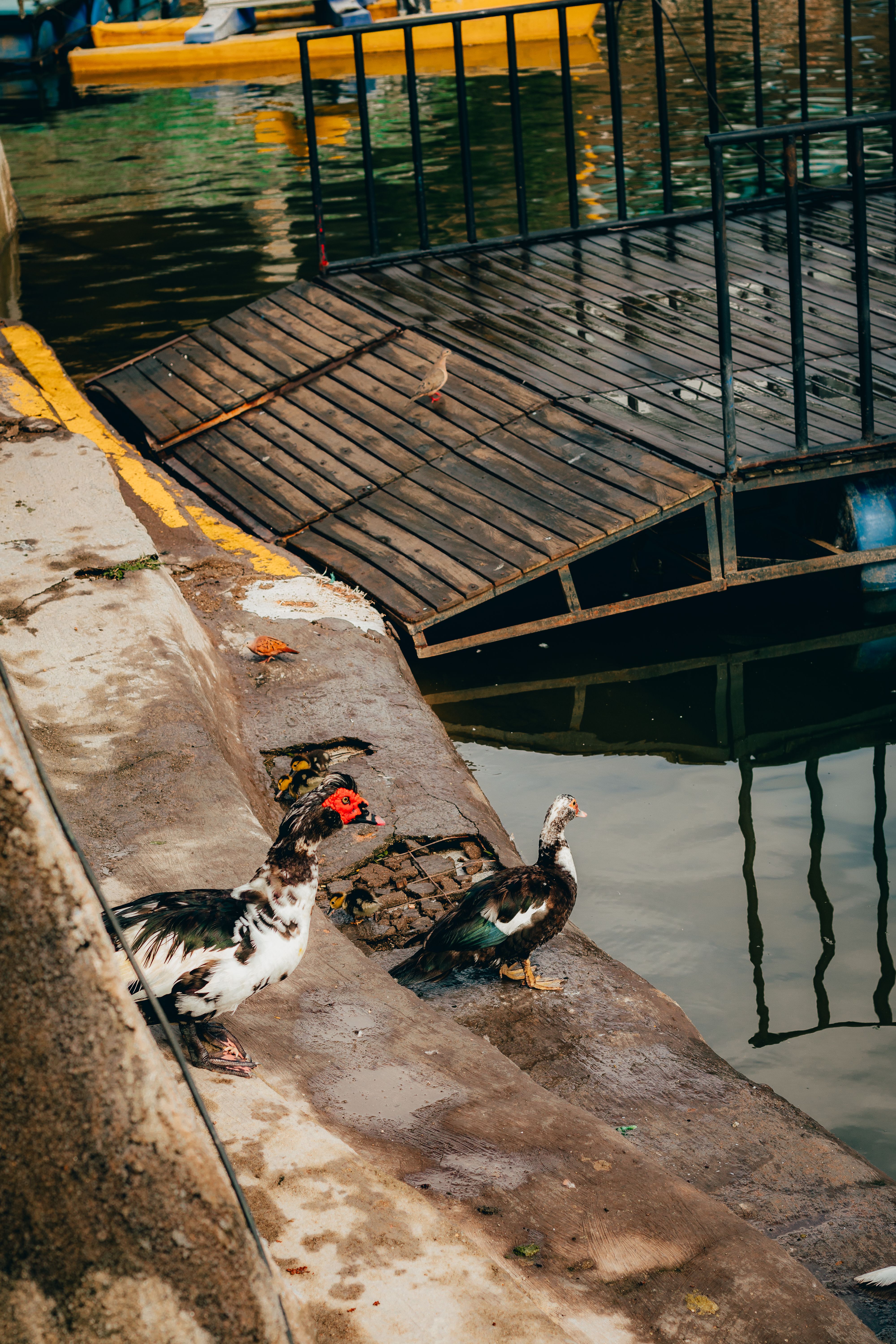 Birds By Water Photos, Download The BEST Free Birds By Water Stock ...