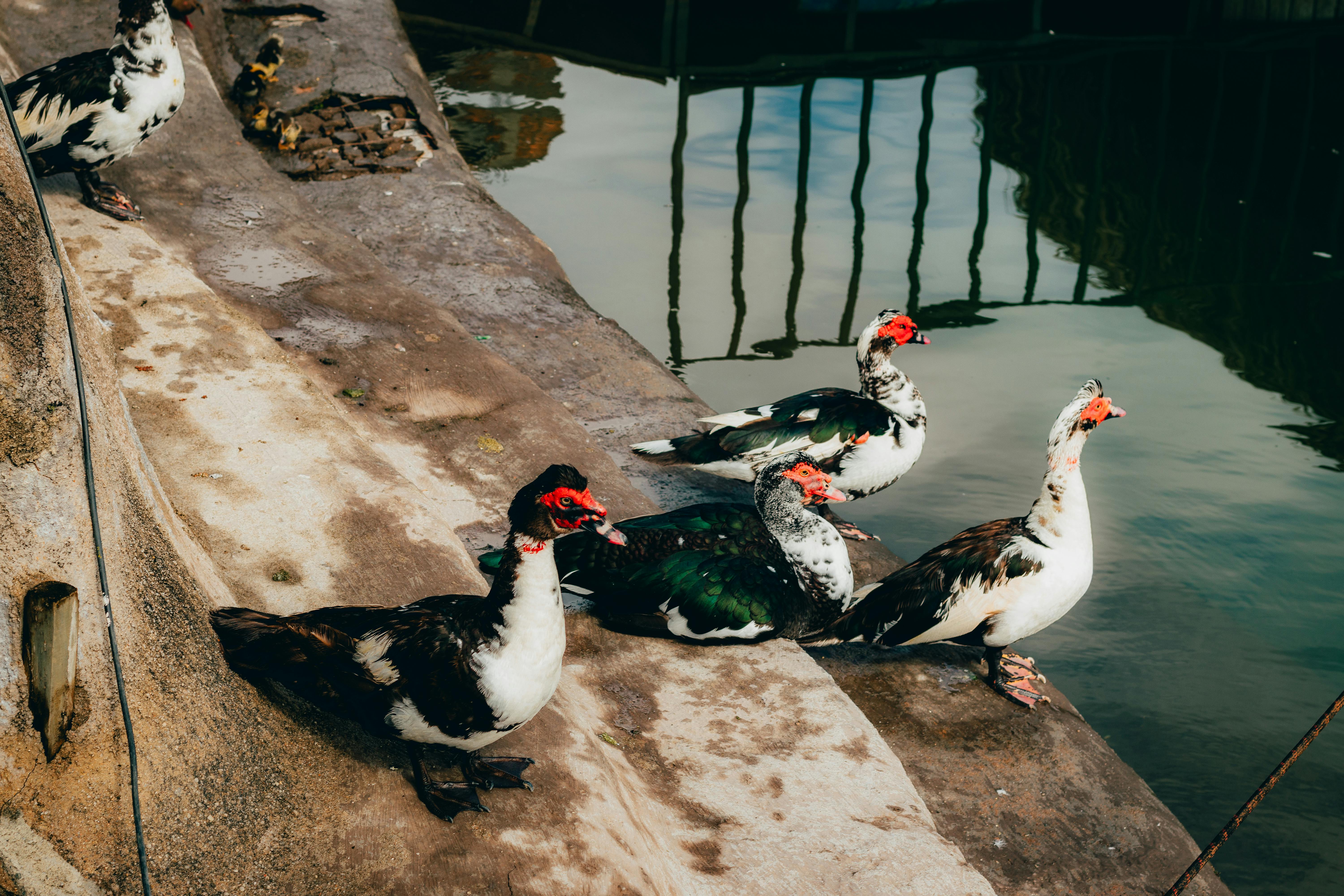 Wild Animals Slideshow Photos, Download The BEST Free Wild Animals ...