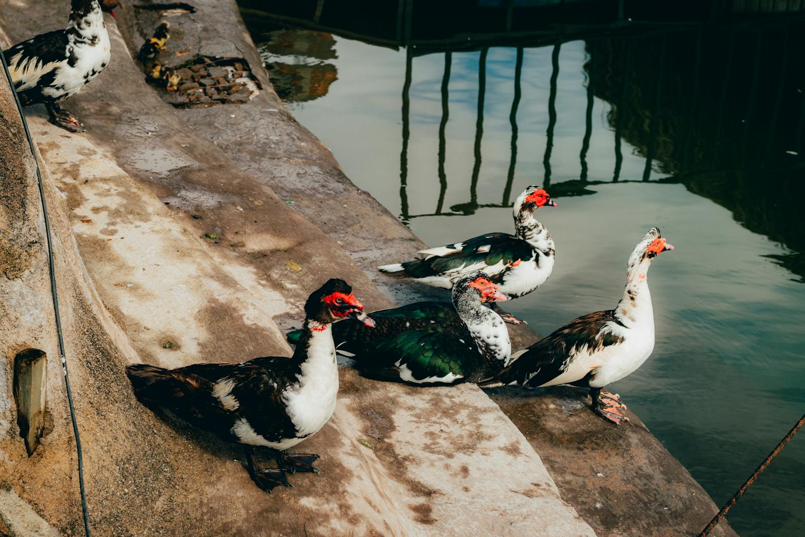 Wild Animals Slideshow Photos, Download The BEST Free Wild Animals ...