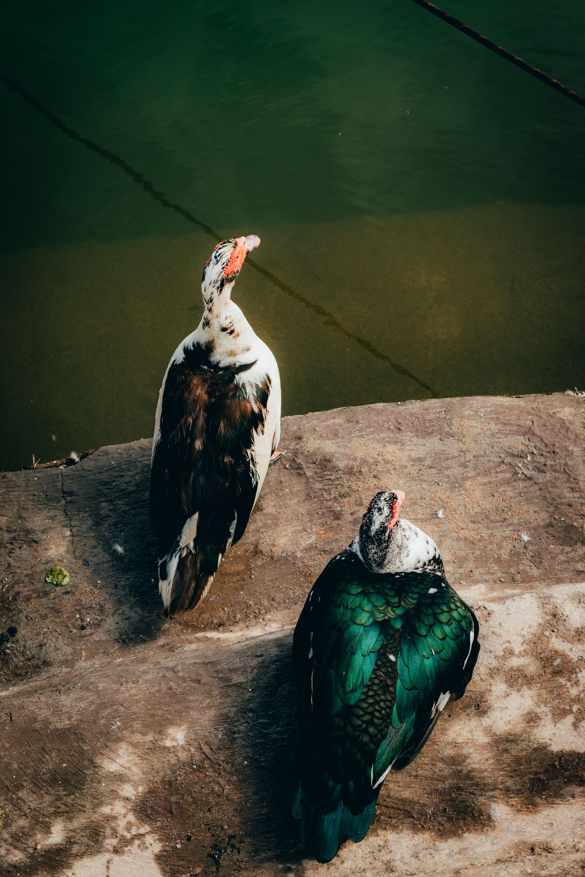 Two Besties Photos, Download The BEST Free Two Besties Stock Photos ...