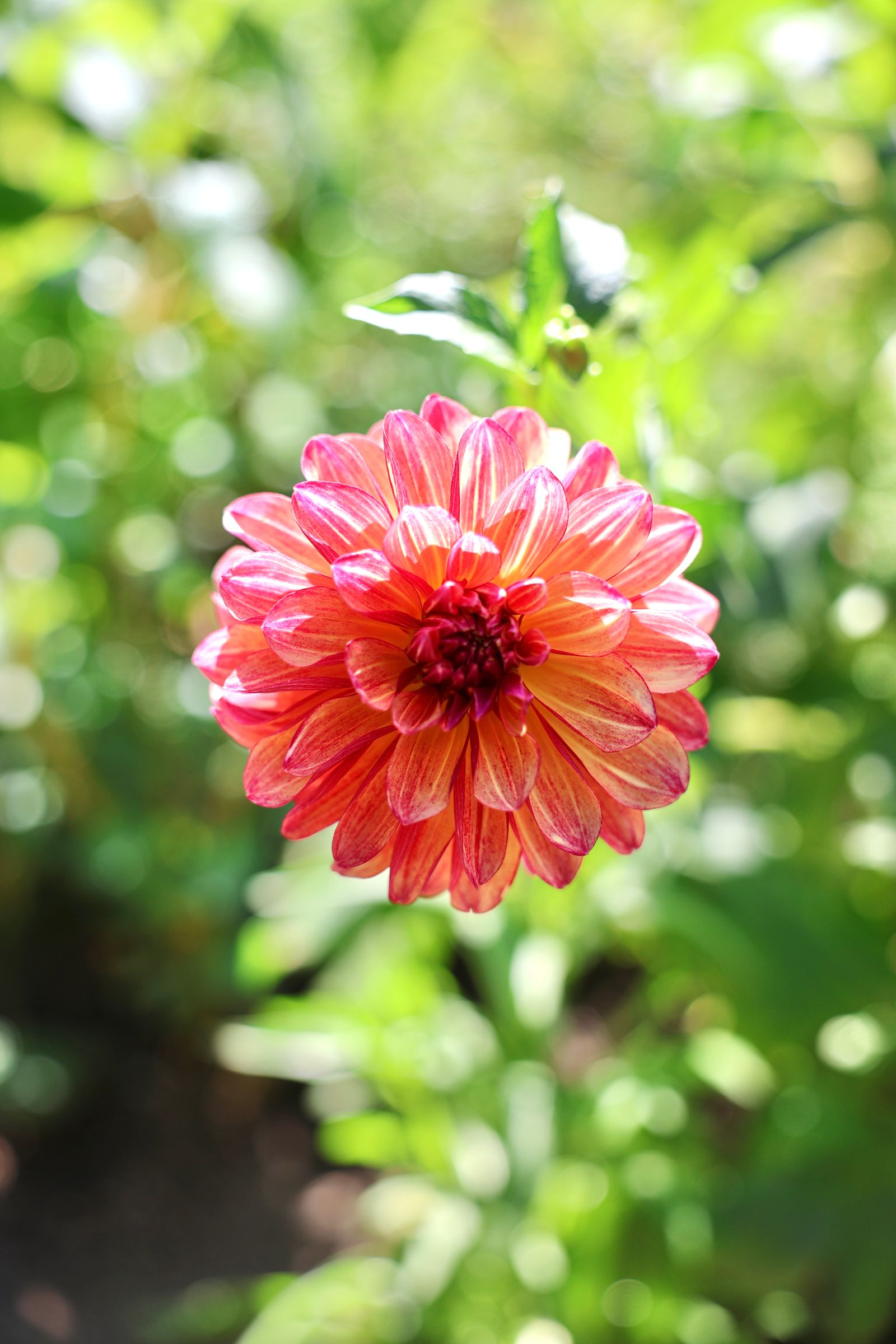 Aesthetic Flowers Photos, Download The BEST Free Aesthetic Flowers ...