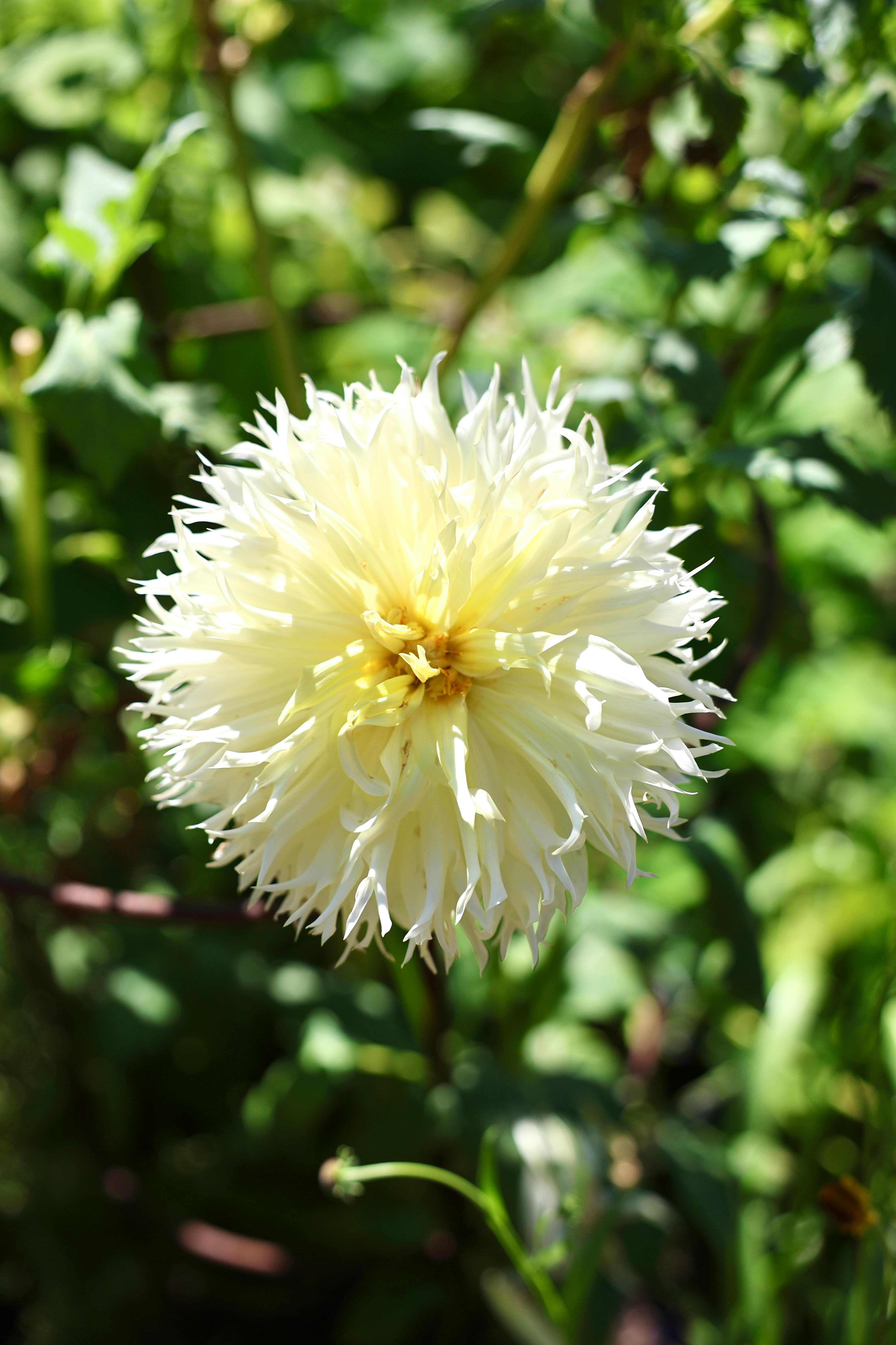 Kazemi+Flowers+Balck+Wallpaper Photos, Download The BEST Free Kazemi ...