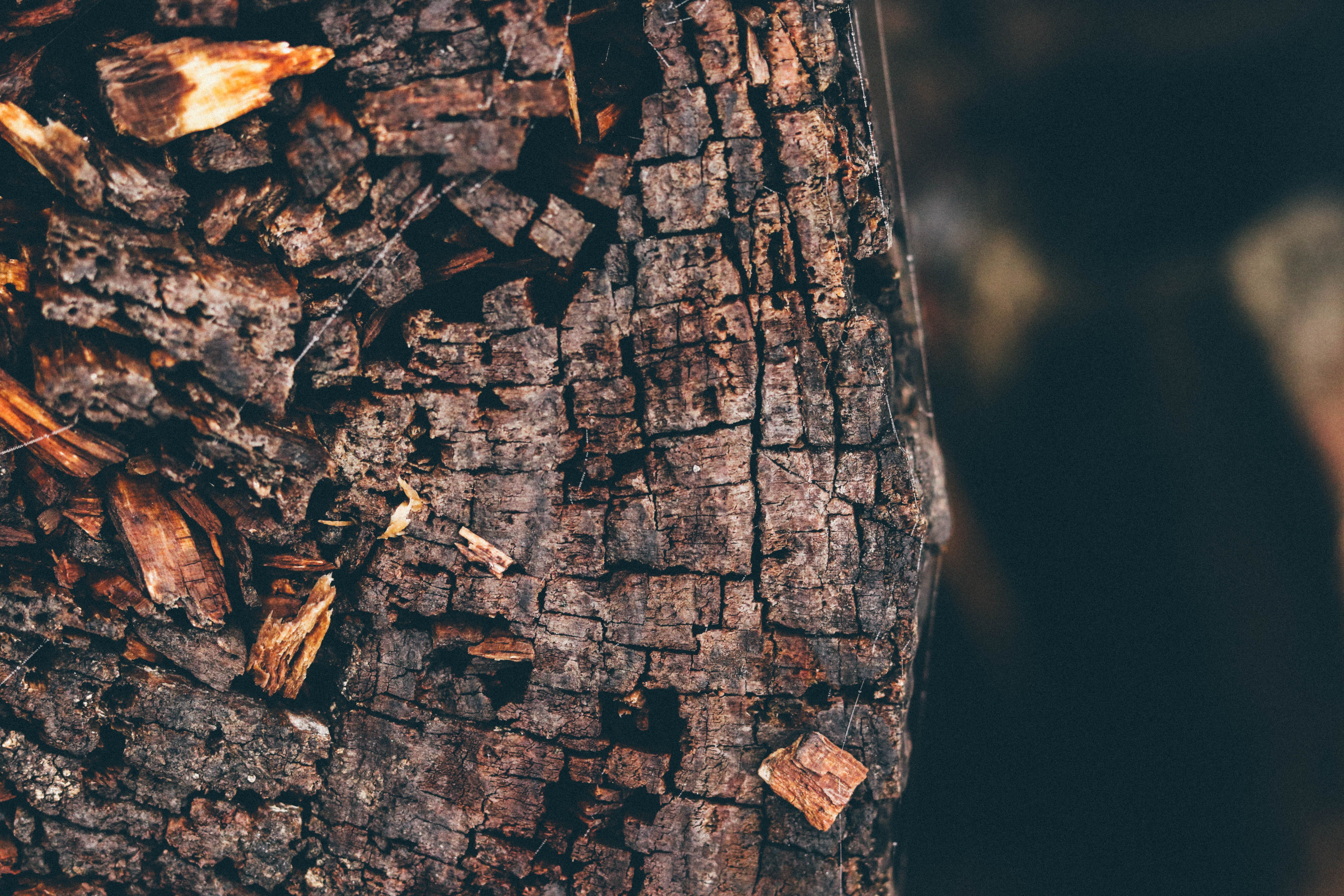 Close-up of Weathered Tree Bark Surface · Free Stock Photo