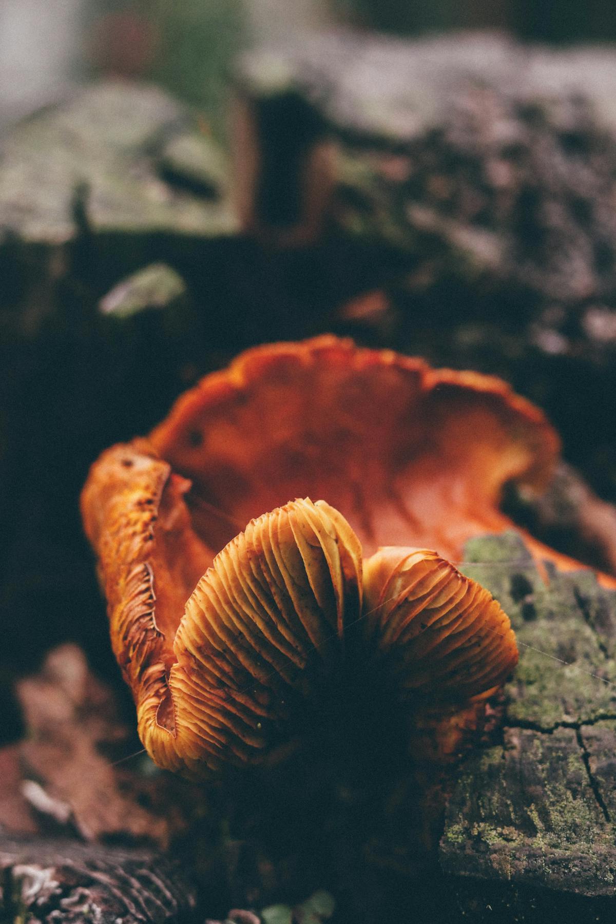 Damp+Lips. Photos, Download The BEST Free Damp+Lips. Stock Photos & HD ...