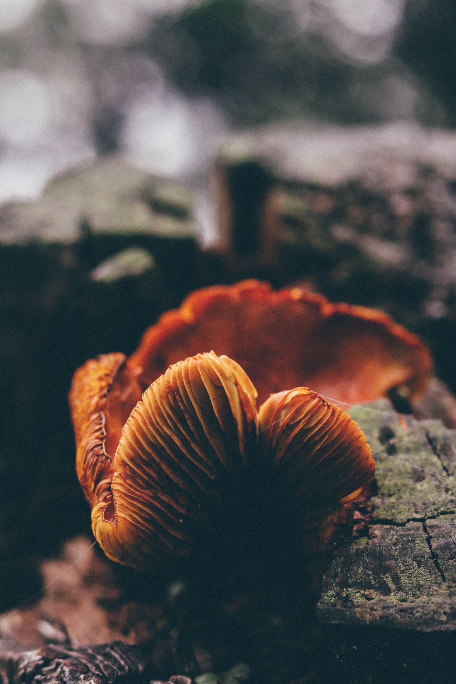 Log Photos, Download The BEST Free Log Stock Photos & HD Images