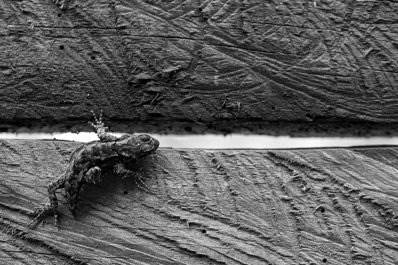 Tan+Lines+Hairy+Bush Photos, Download The BEST Free Tan+Lines+Hairy ...