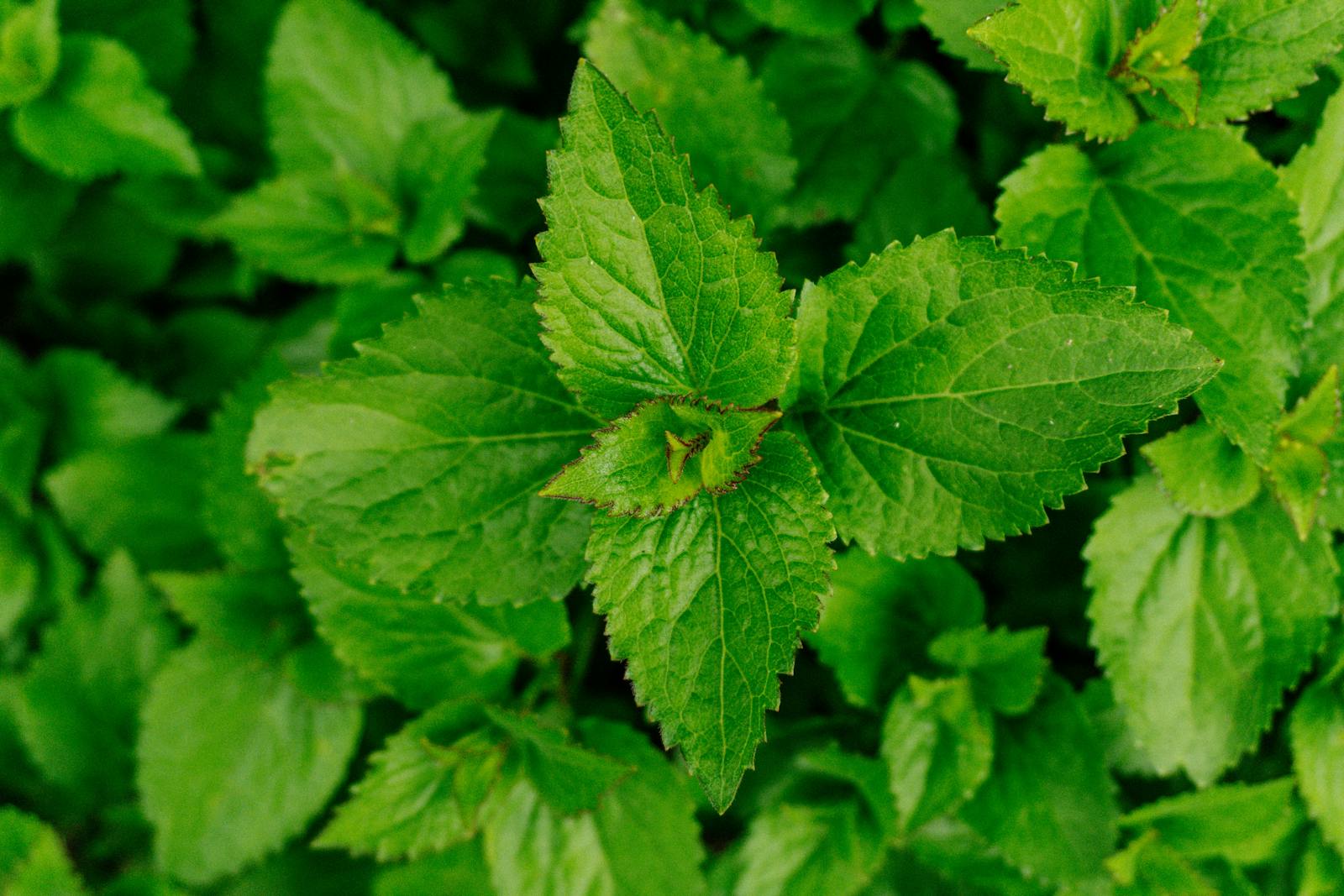 Peppermint Photos, Download The BEST Free Peppermint Stock Photos & HD ...