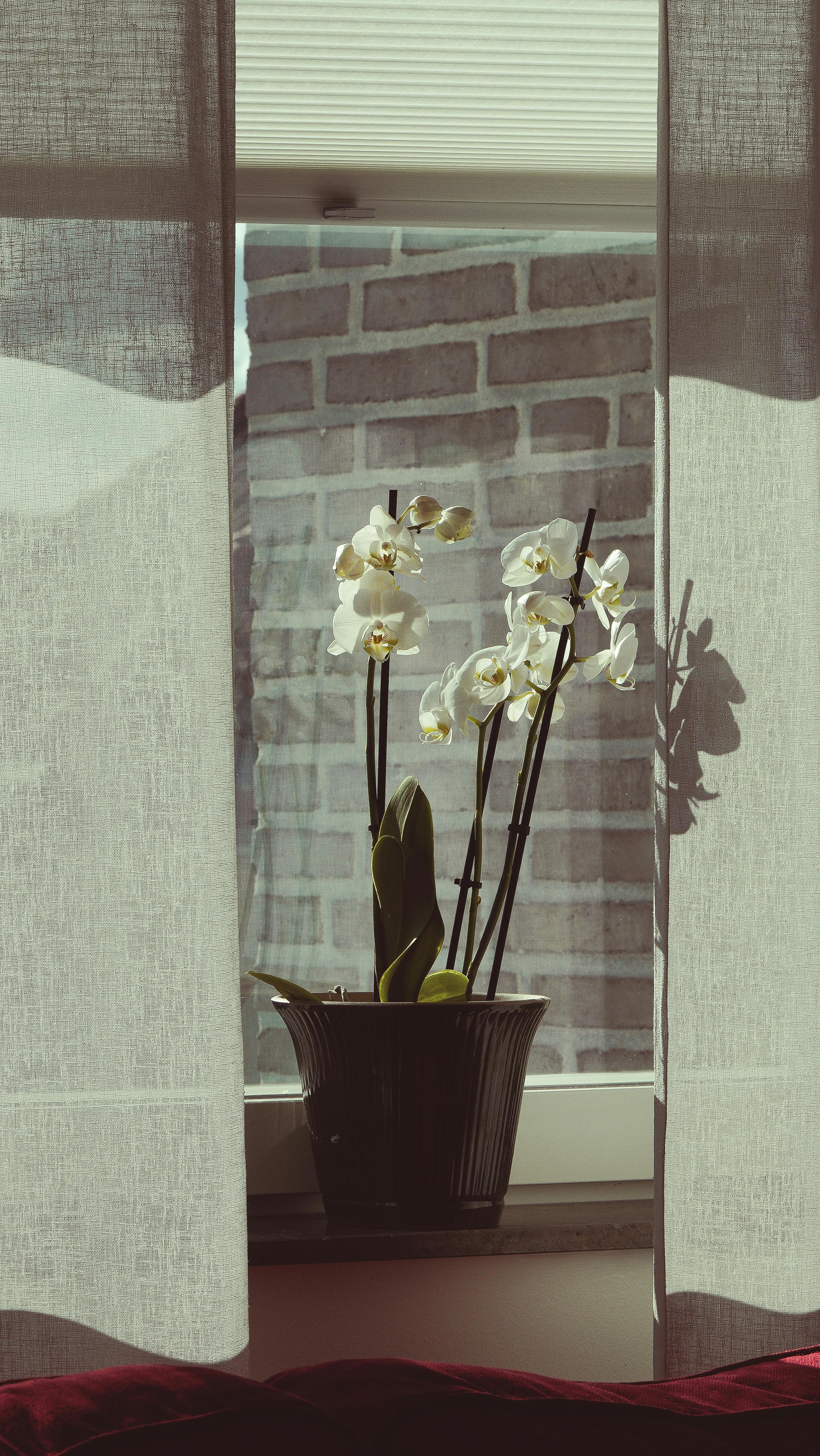 Orquídea En Una Ventana Soleada Con Fondo De Ladrillo · Foto de stock ...