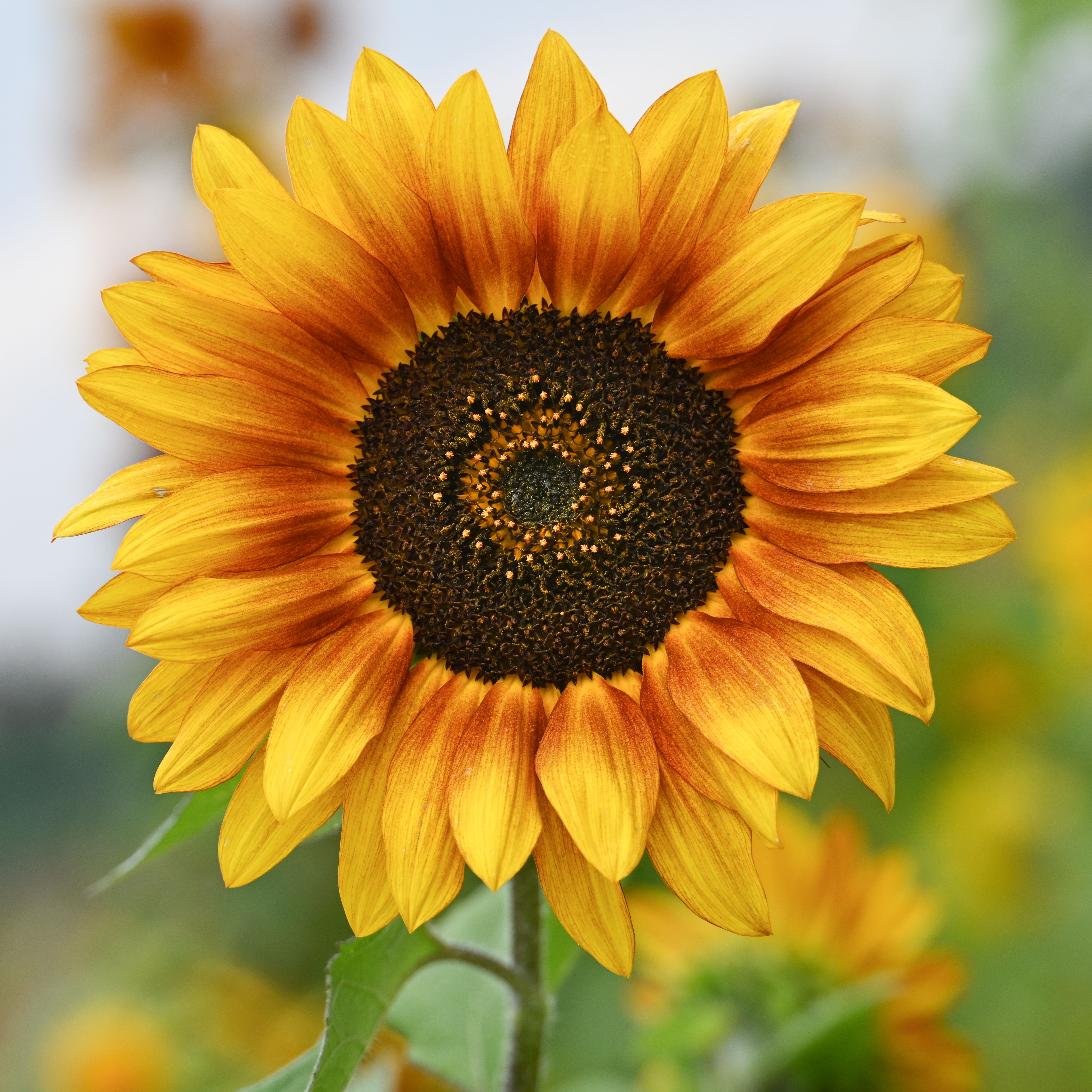 Vibrant Sunflower in Summer Field · Free Stock Photo