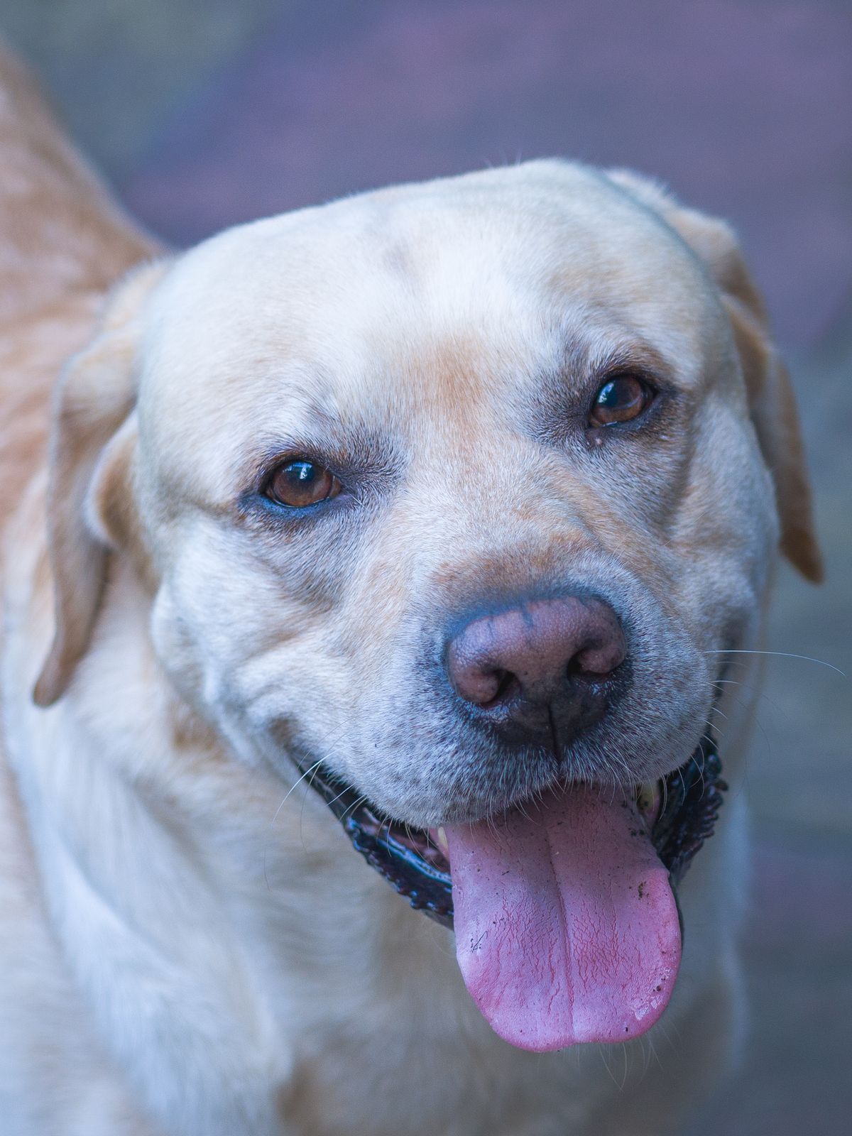 Smiling Dog Photos, Download The BEST Free Smiling Dog Stock Photos ...