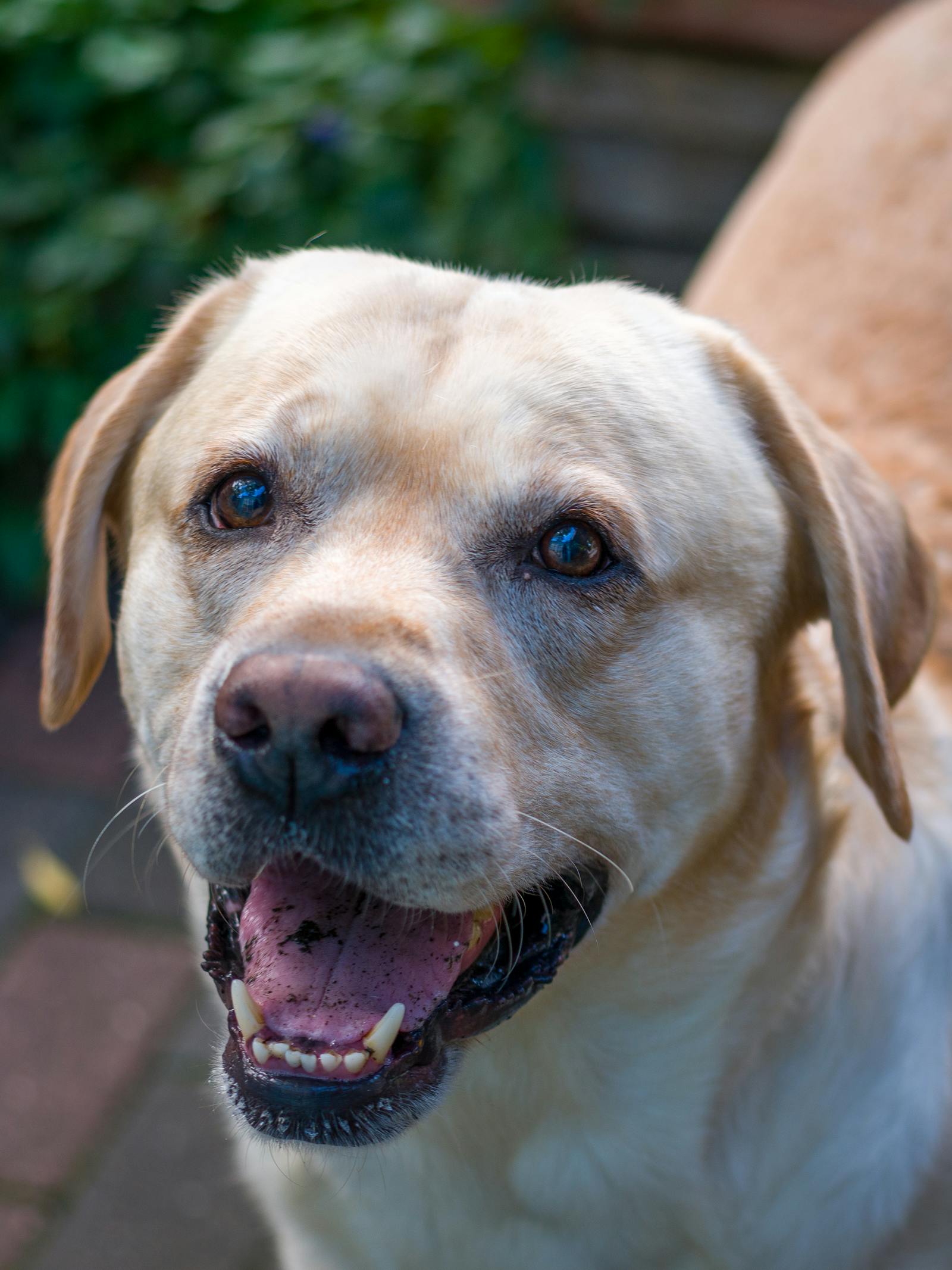 Dog Breed Photos, Download The BEST Free Dog Breed Stock Photos & HD Images