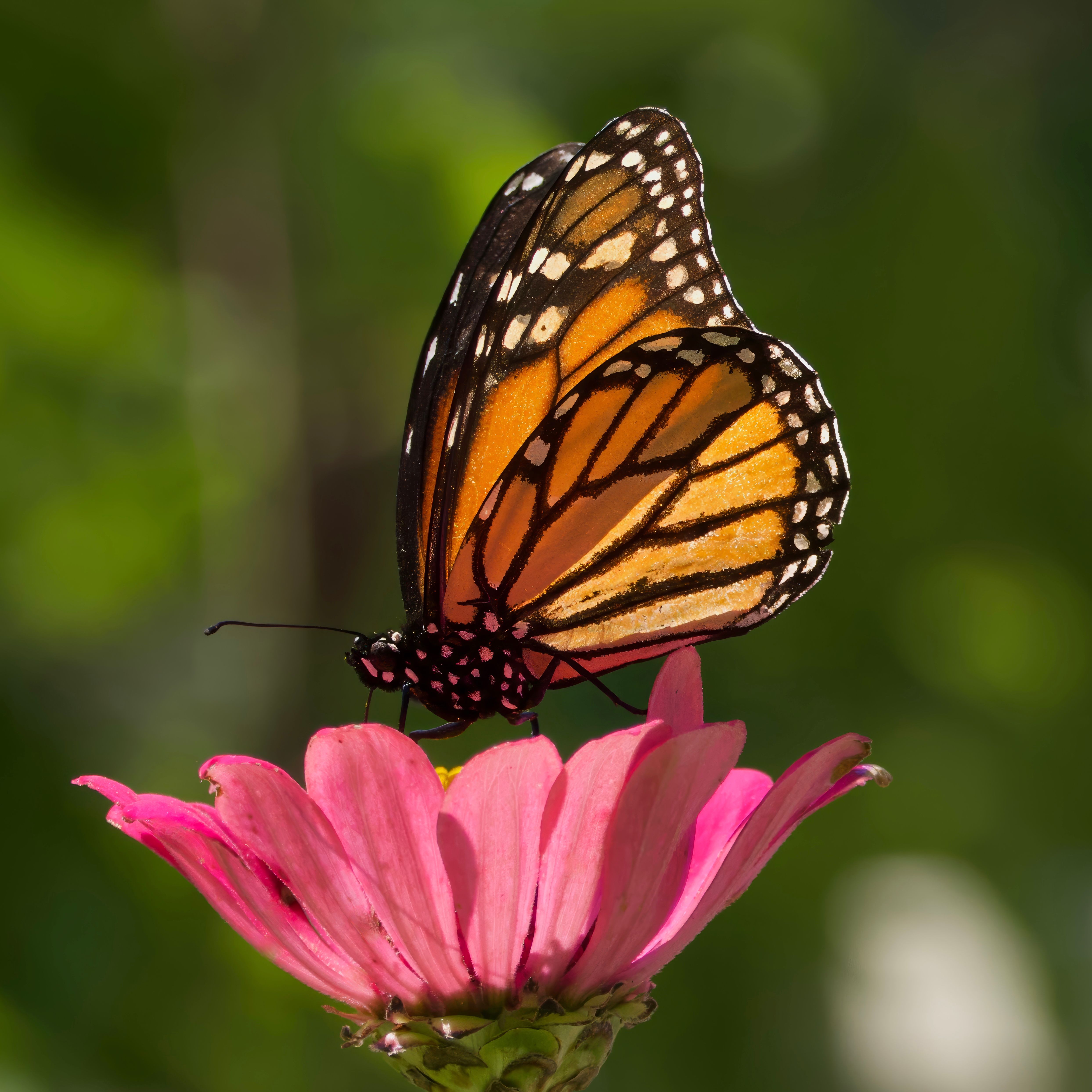 A Monarch Butterfly on a Flower · Free Stock Photo