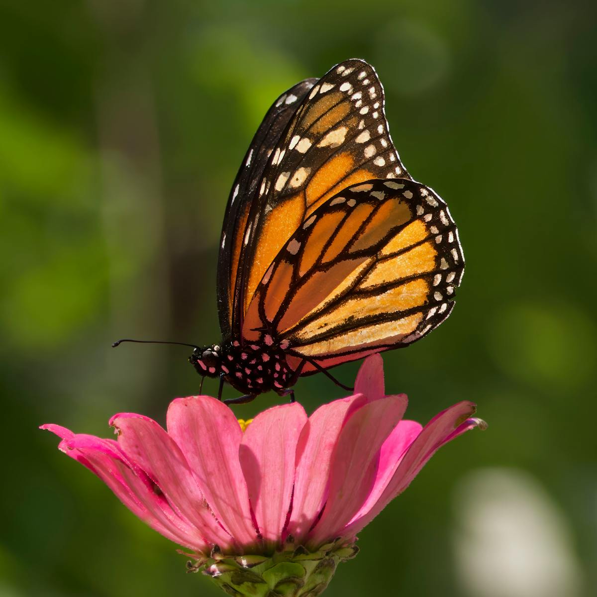 Monarch Butterfly Photos, Download The BEST Free Monarch Butterfly ...