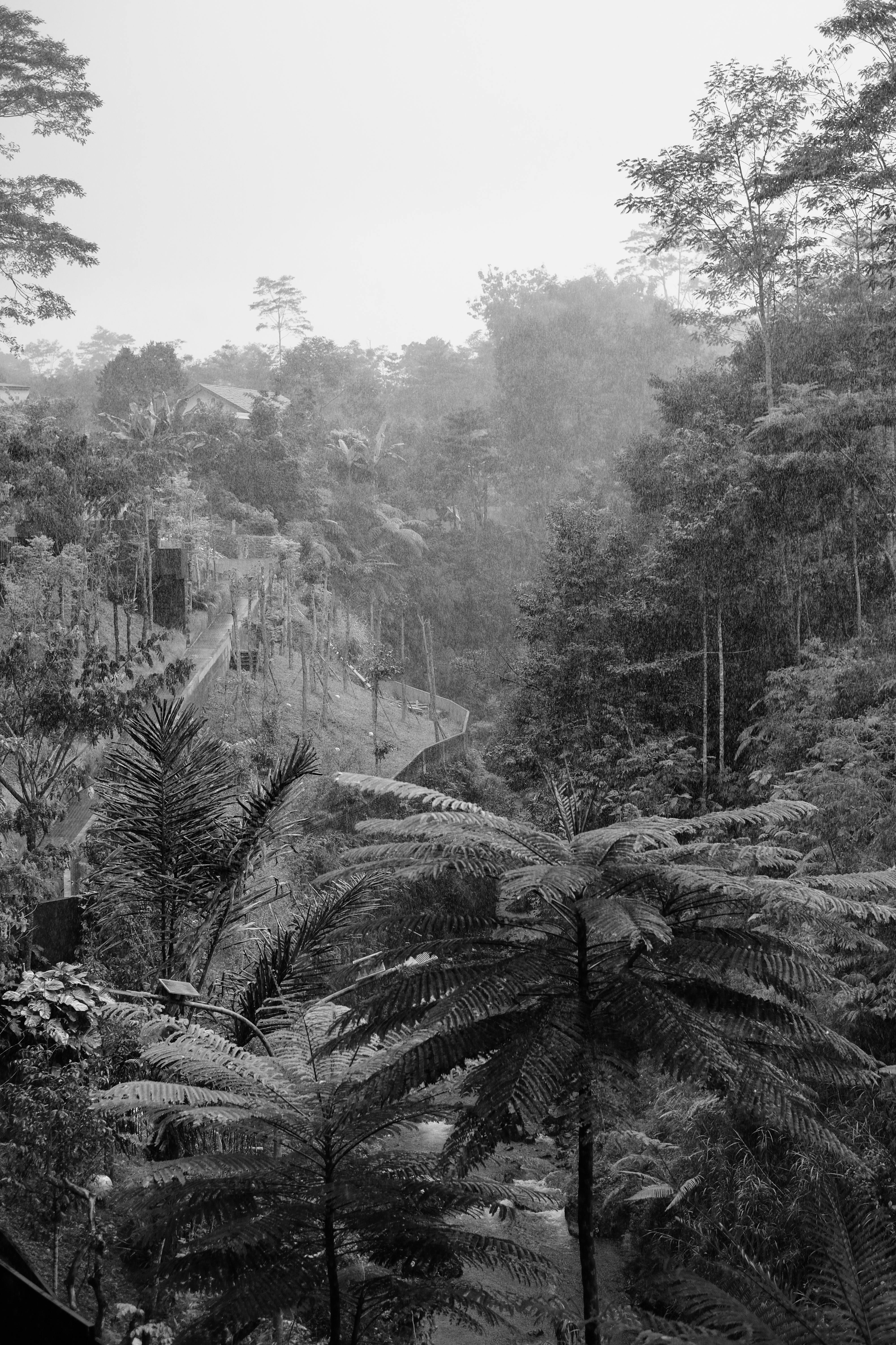 Jungle Landscape Photos, Download The BEST Free Jungle Landscape Stock ...