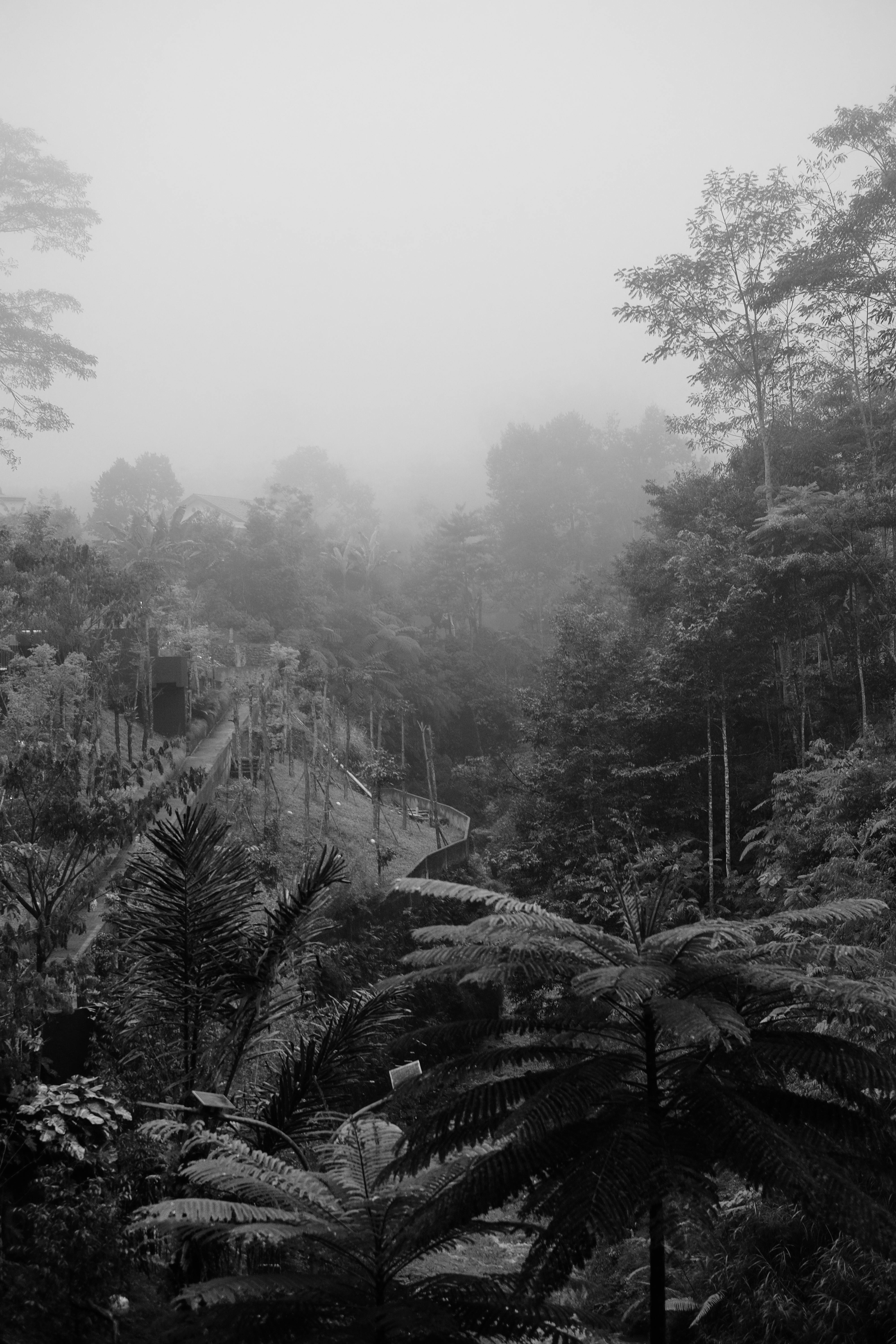 Mist Landscape Photos, Download The BEST Free Mist Landscape Stock ...