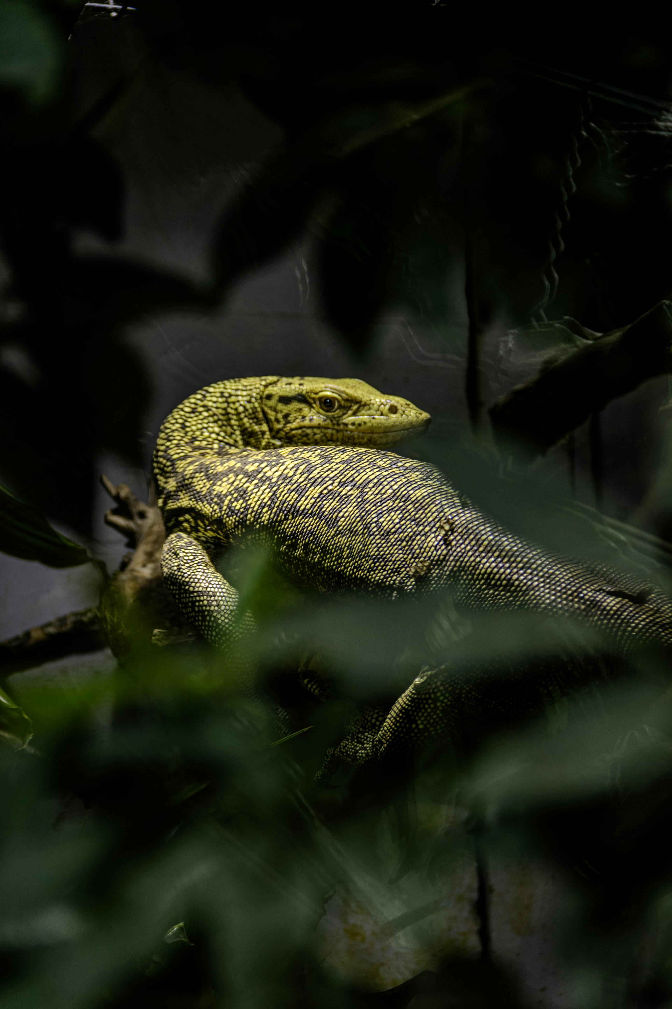 Monitor Lizard Photos, Download The BEST Free Monitor Lizard Stock ...