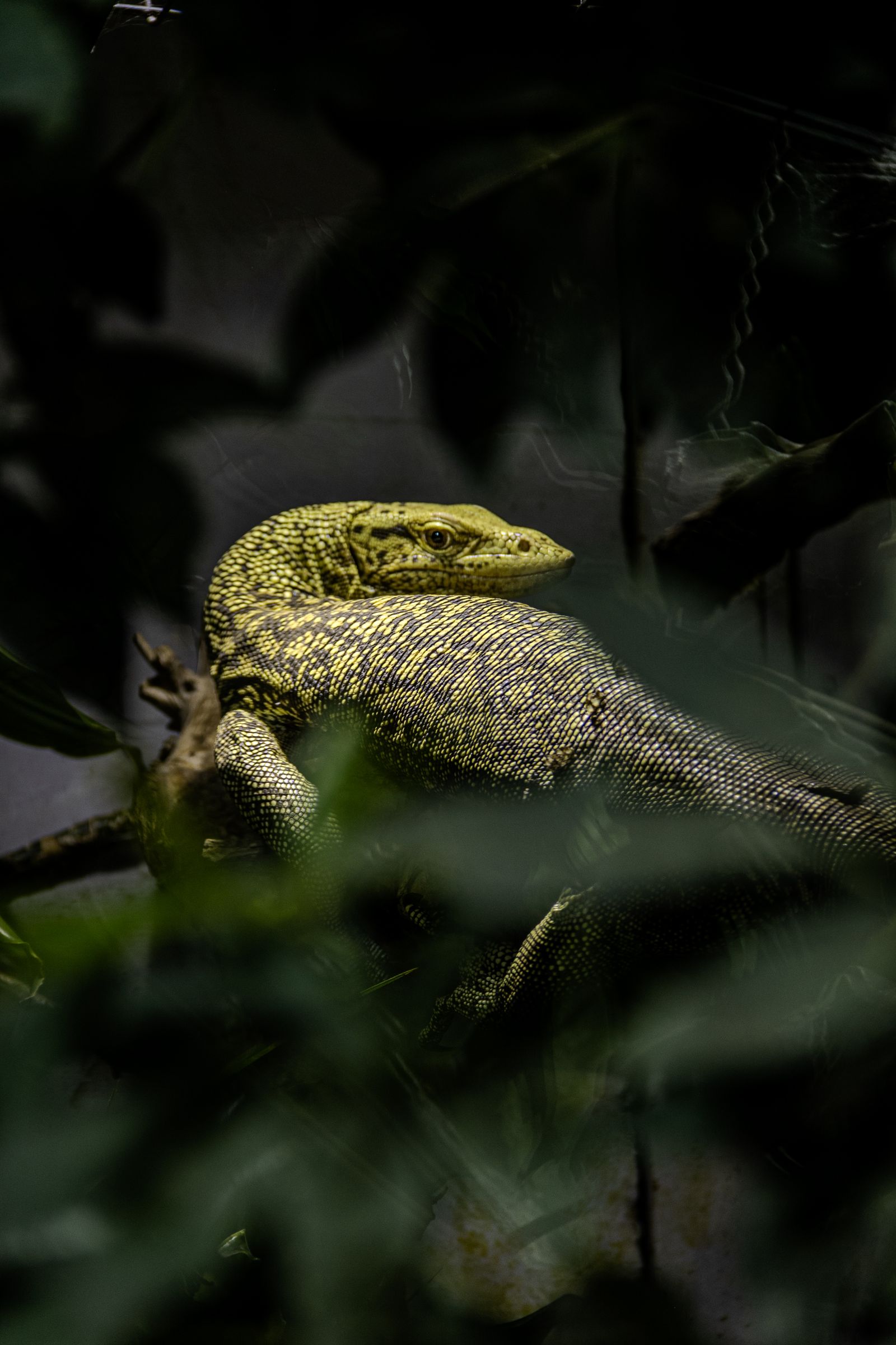 Creature Photos, Download The BEST Free Creature Stock Photos & HD Images