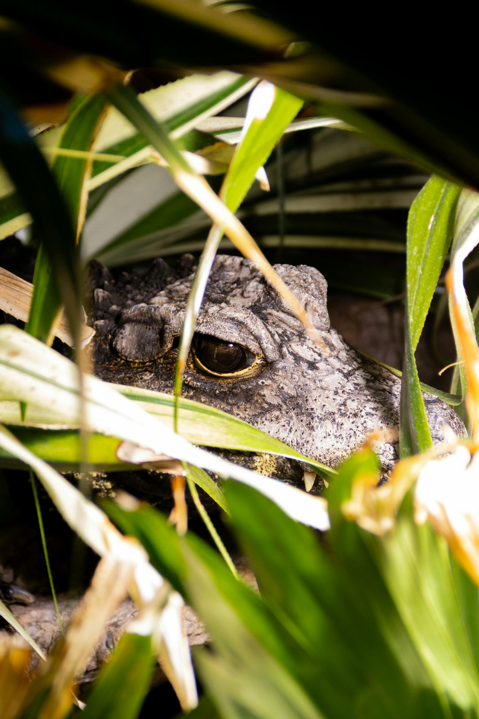 Bombardino Crocodile Photos, Download The BEST Free Bombardino ...