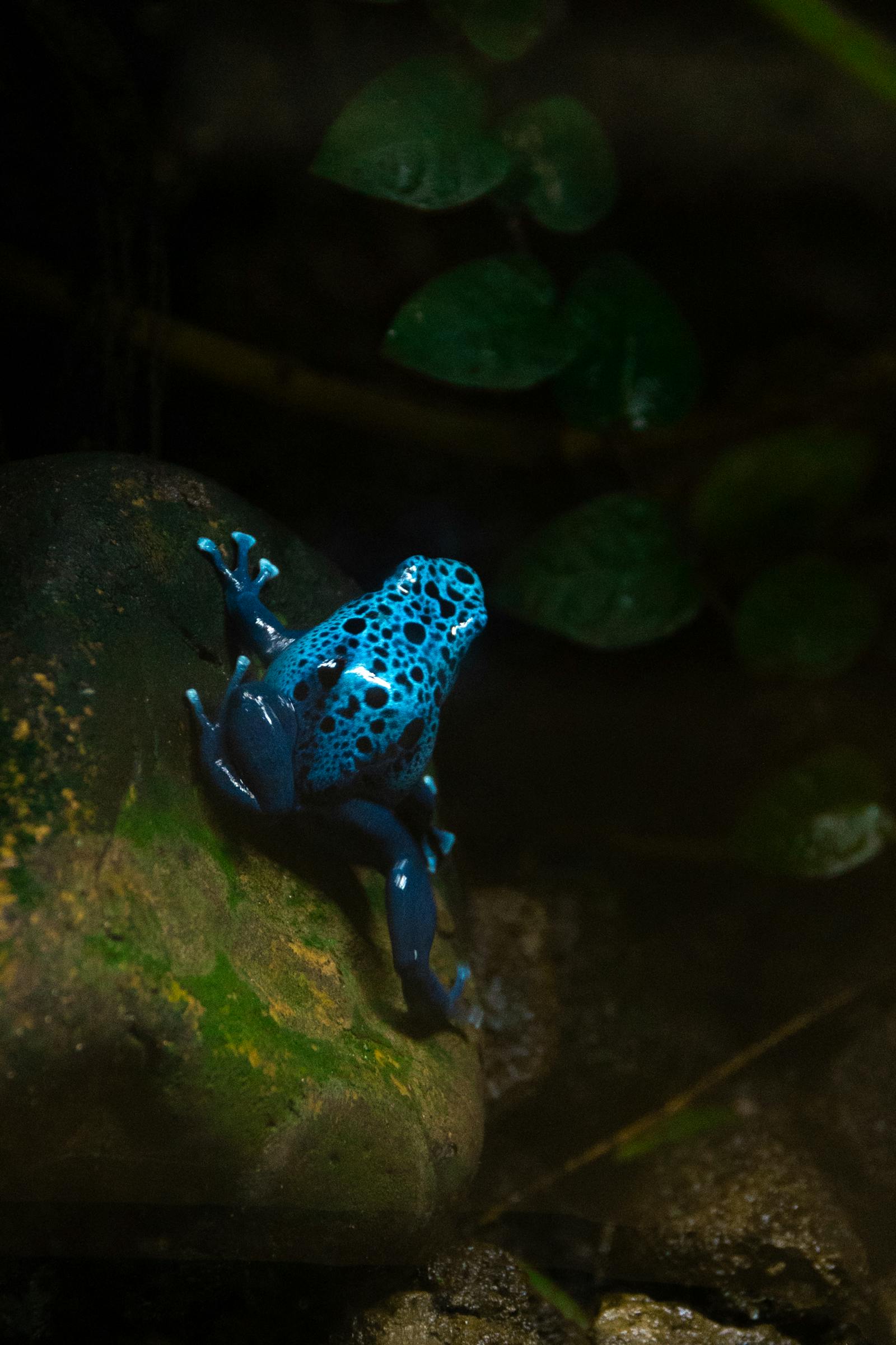 Frogs Photos, Download The BEST Free Frogs Stock Photos & HD Images
