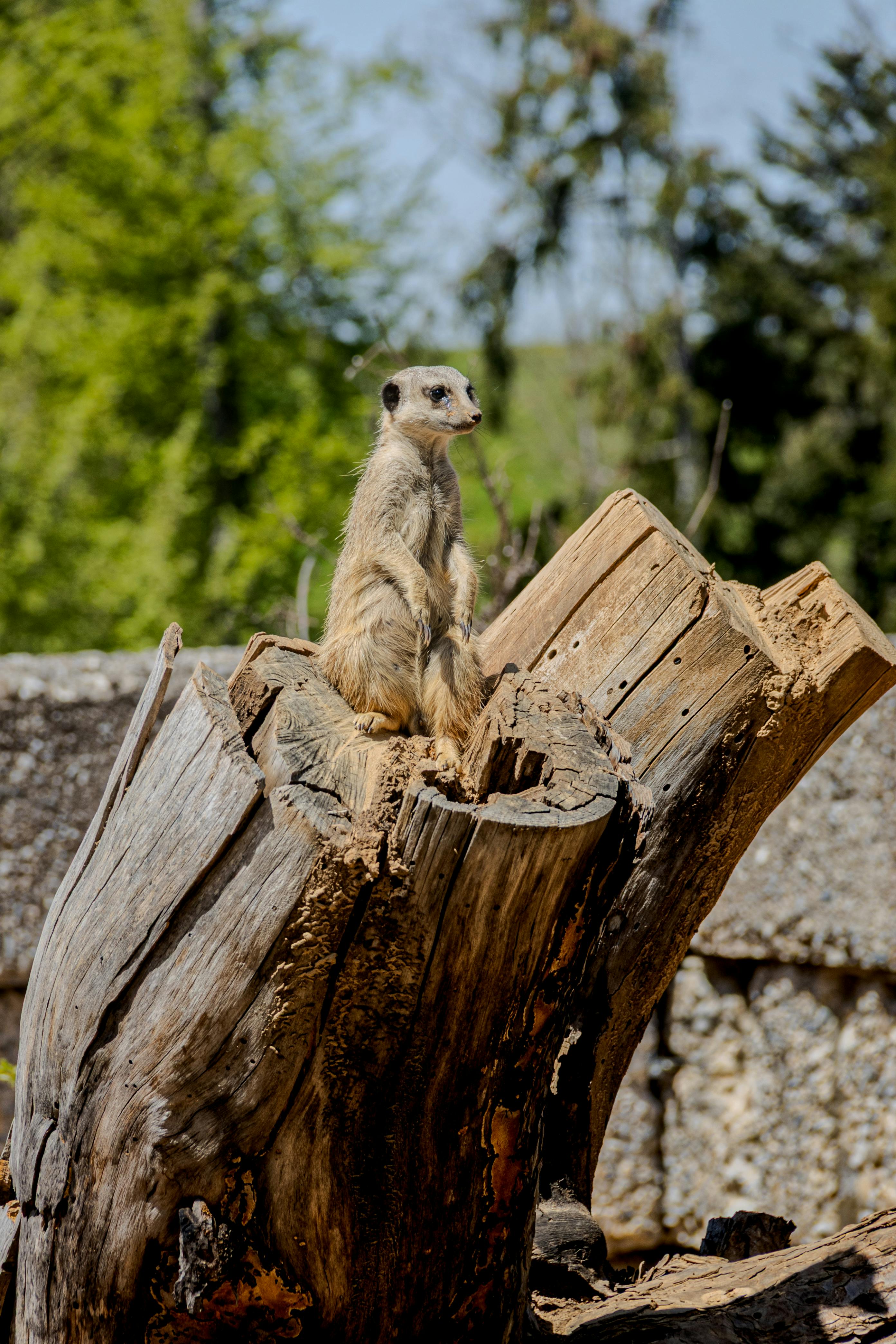 Zoo Animals Photos, Download The BEST Free Zoo Animals Stock Photos ...