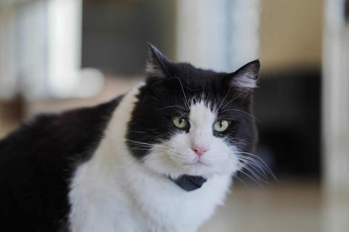 Fisher Cat Photos, Download The BEST Free Fisher Cat Stock Photos & HD ...