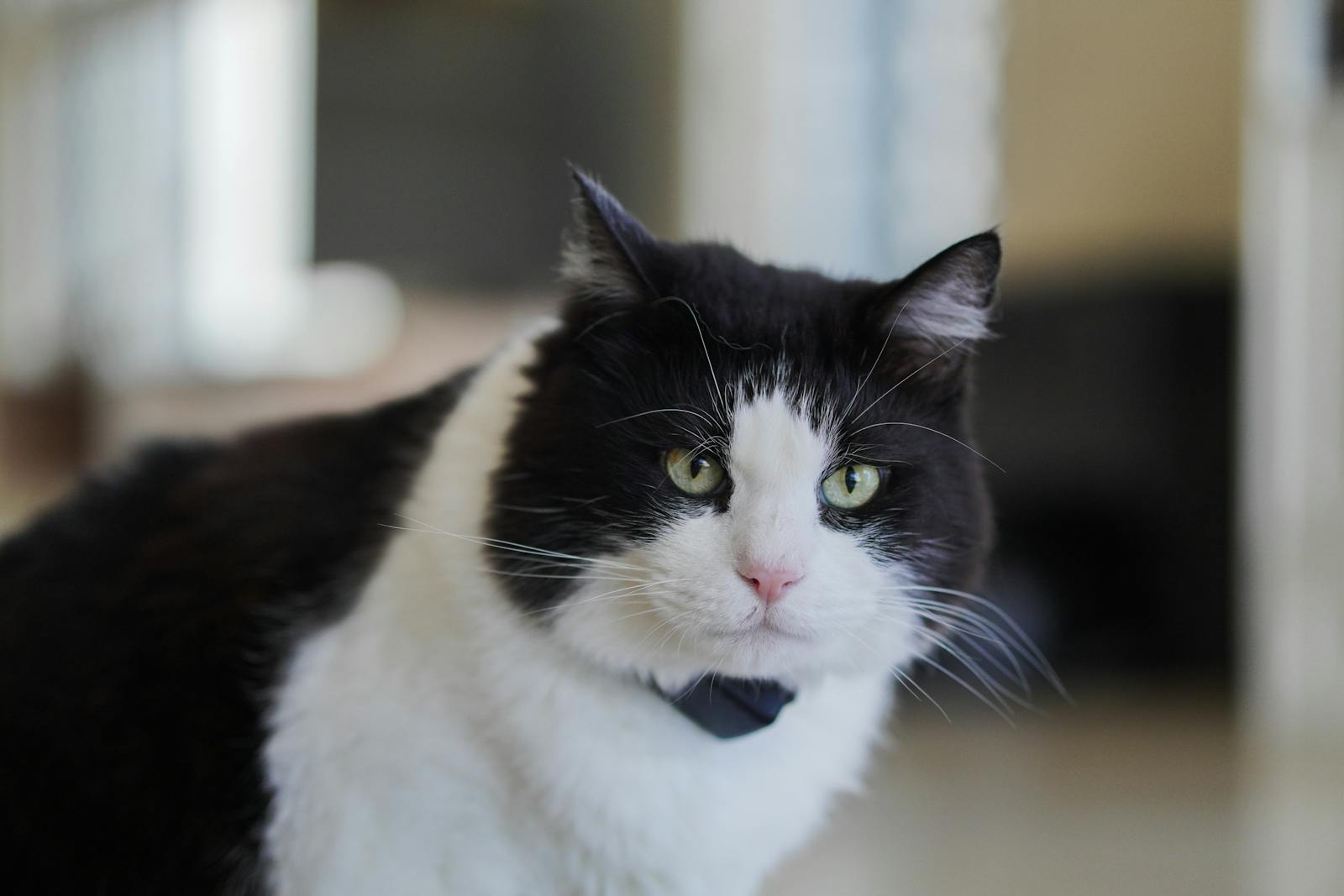 Cat Pfp Photos, Download The BEST Free Cat Pfp Stock Photos & HD Images