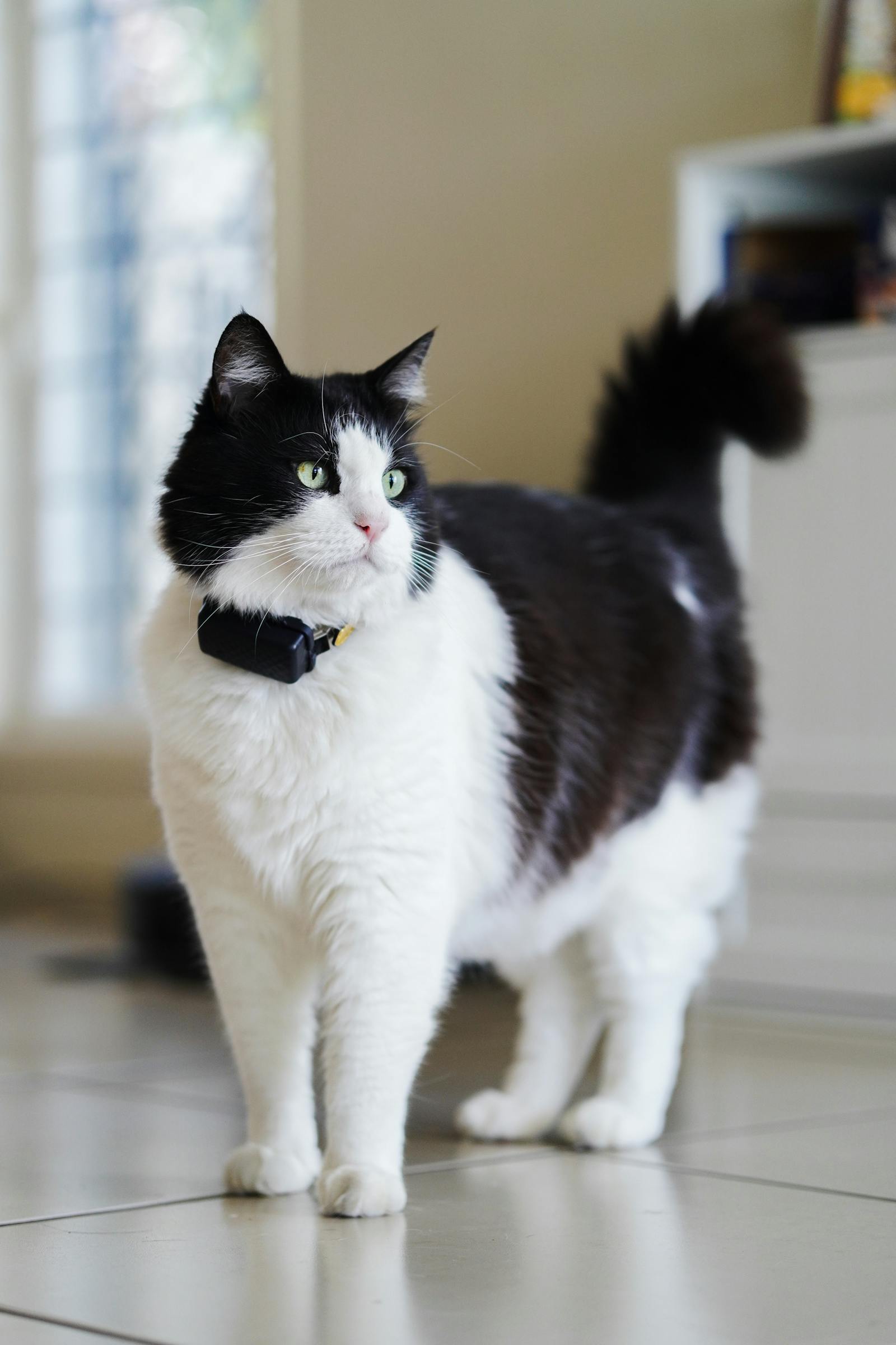 Cat Pfp Photos, Download The BEST Free Cat Pfp Stock Photos & HD Images